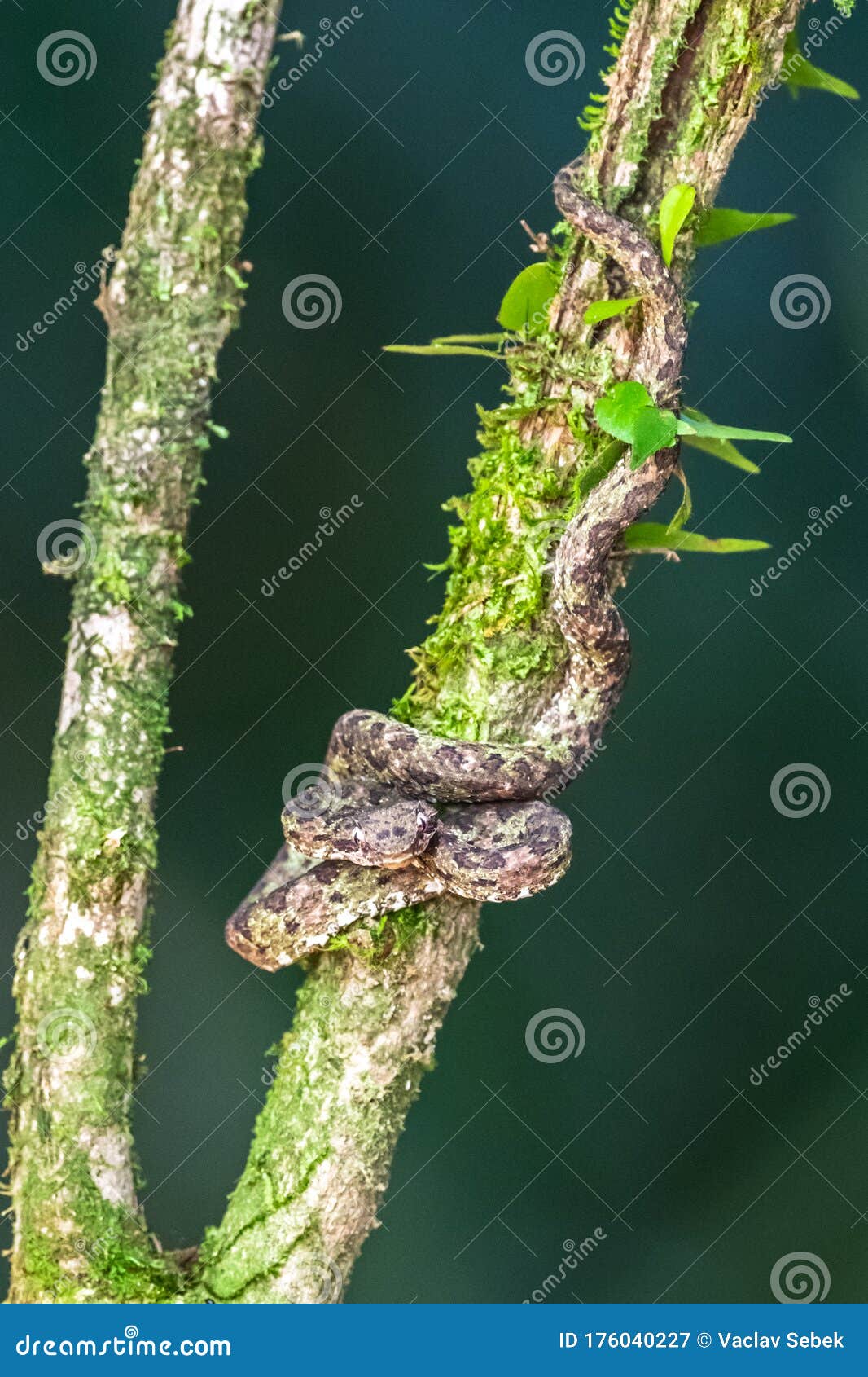 Bothriechis Lateralis is a Venomous Pit Viper Stock Image - Image of ...