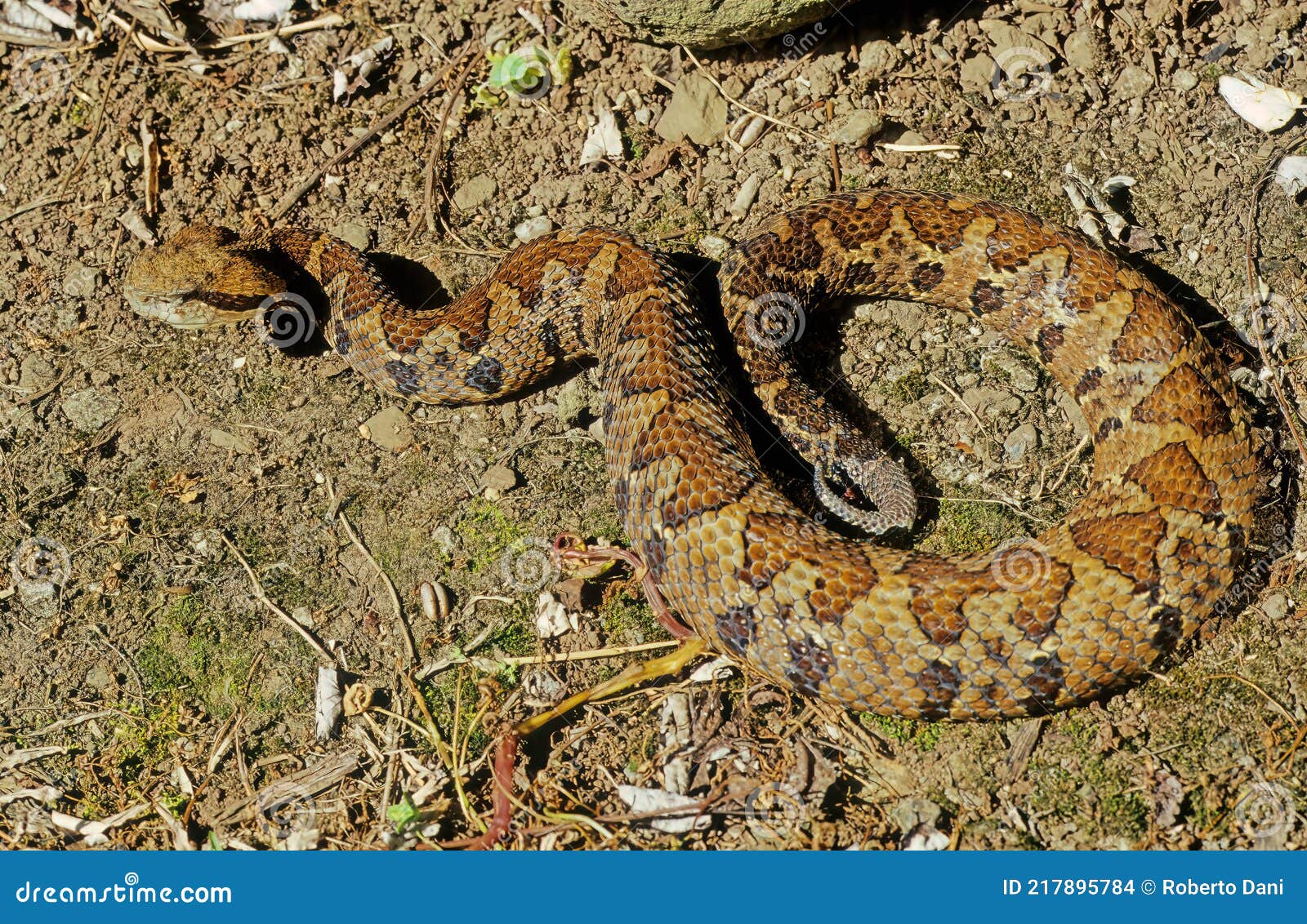 Bothrops atrox stock photo. Image of brazilian, nature - 217895784