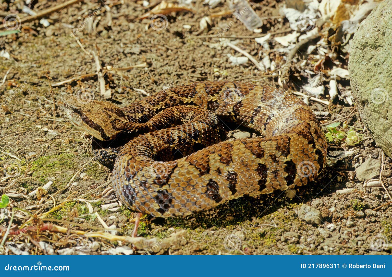 Bothrops atrox stock image. Image of poisonous, brazil - 217896311