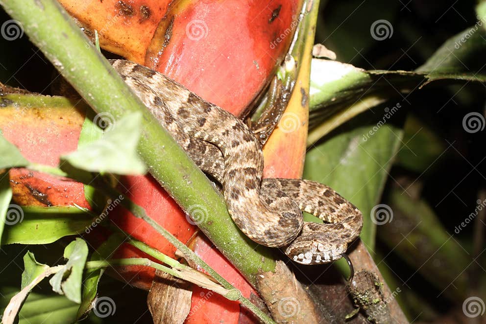 Bothrops atrox stock photo. Image of bothrops, atrox - 10160404