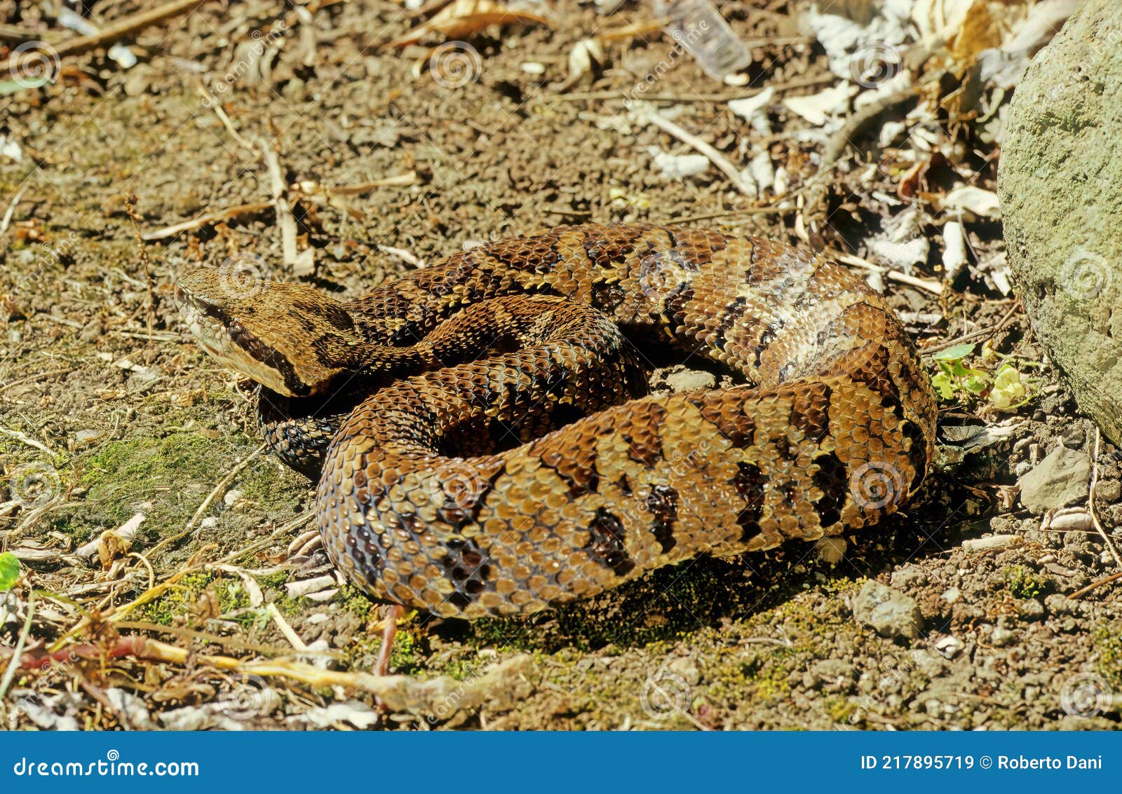 Bothrops atrox stock image. Image of nature, animal - 217895719