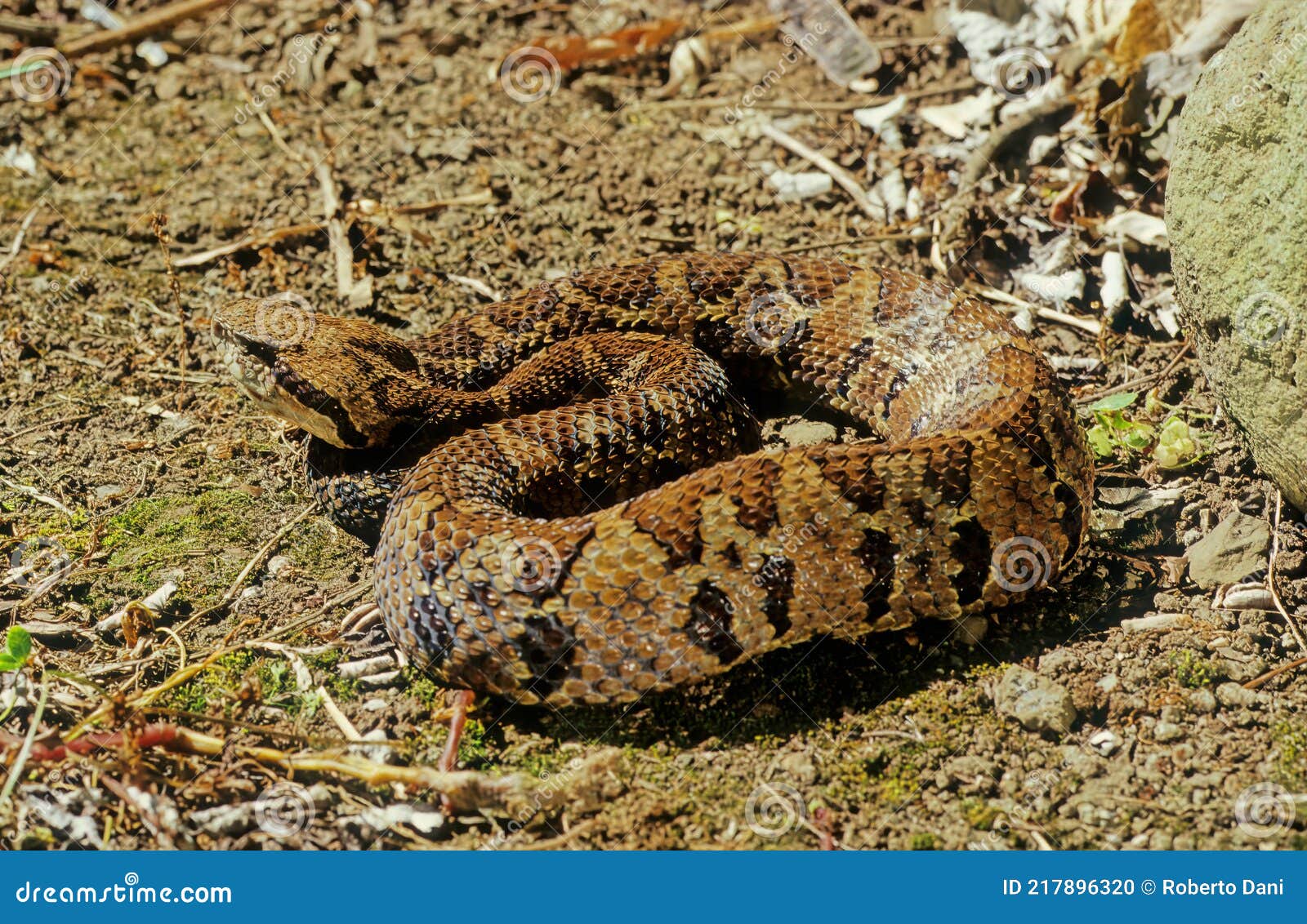 Bothrops Atrox, Fer-de-lance In Nature Habitat. Common Lancehead Viper ...
