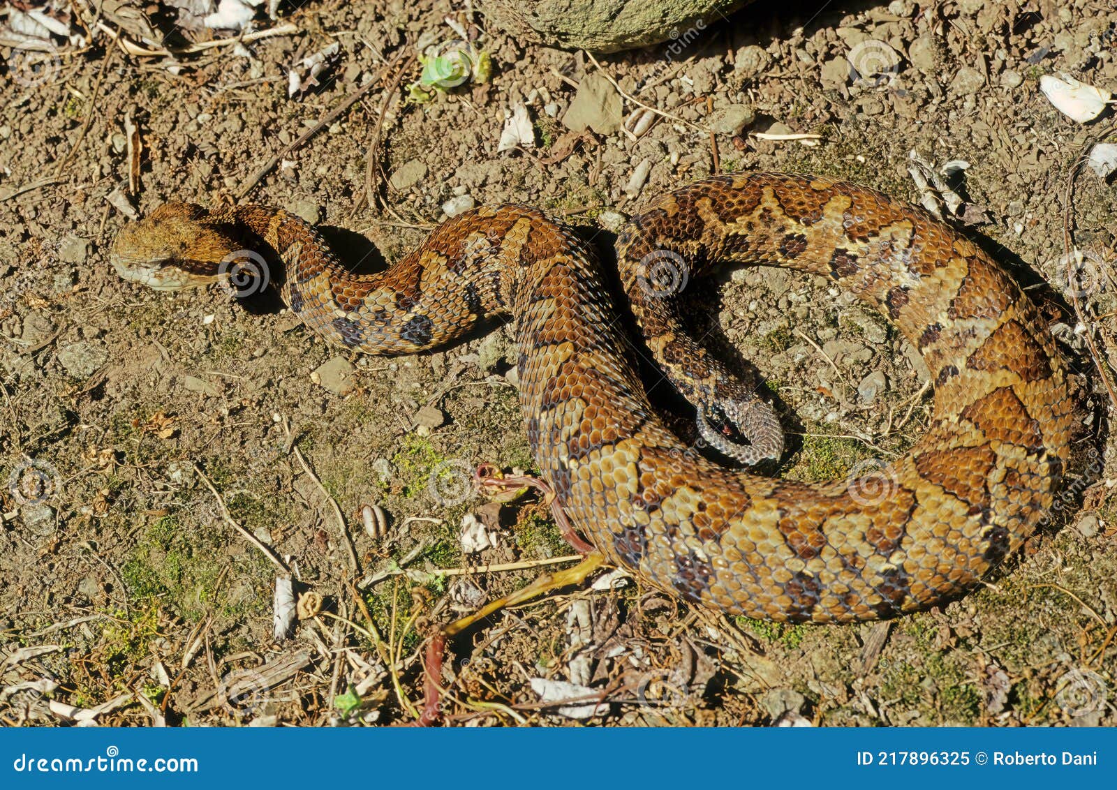 Bothrops Atrox, Fer-de-lance In Nature Habitat. Common Lancehead Viper ...