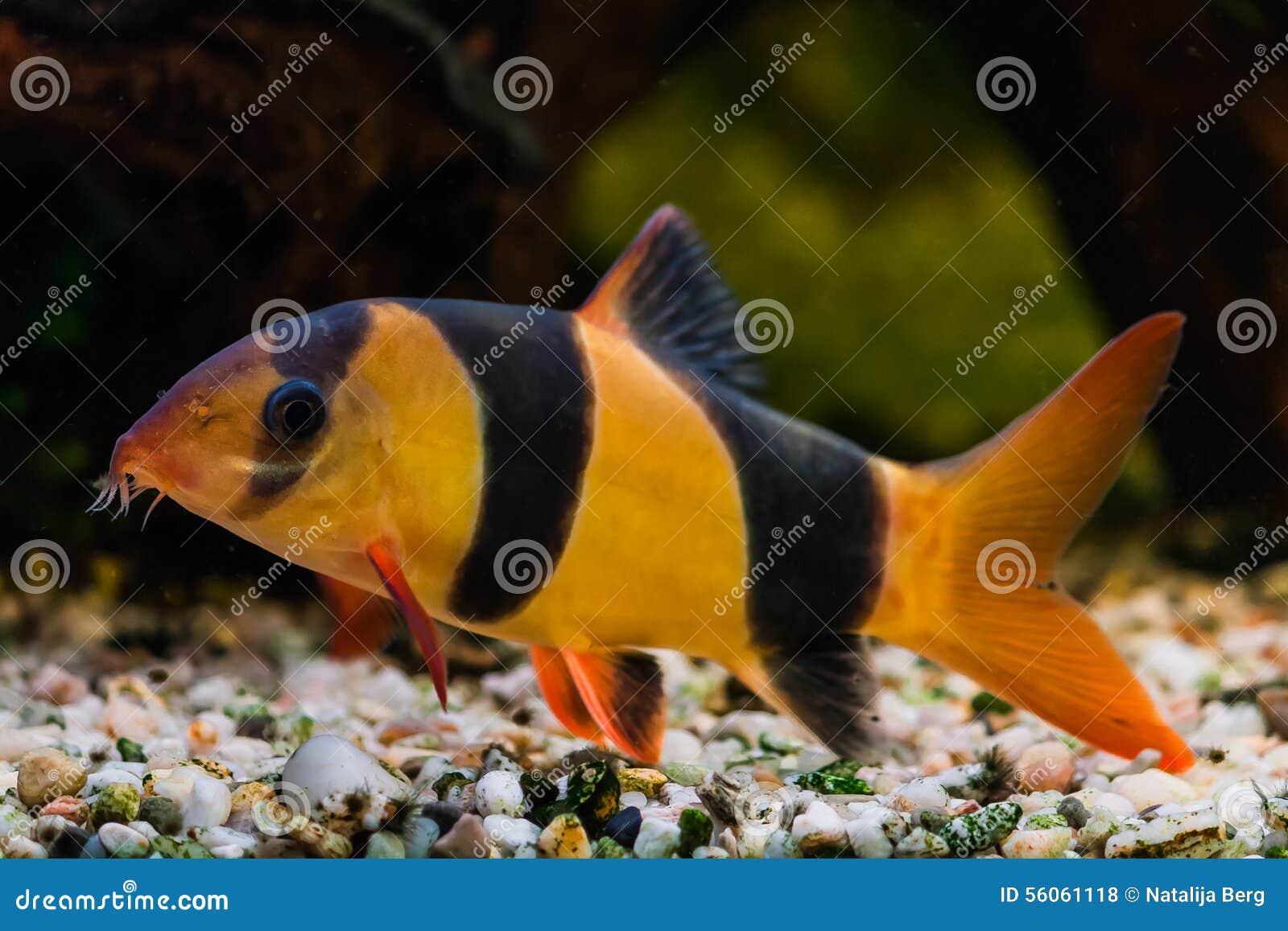 Botia Clown (Botia Macracantha) Stock Photo - Image of nature ...
