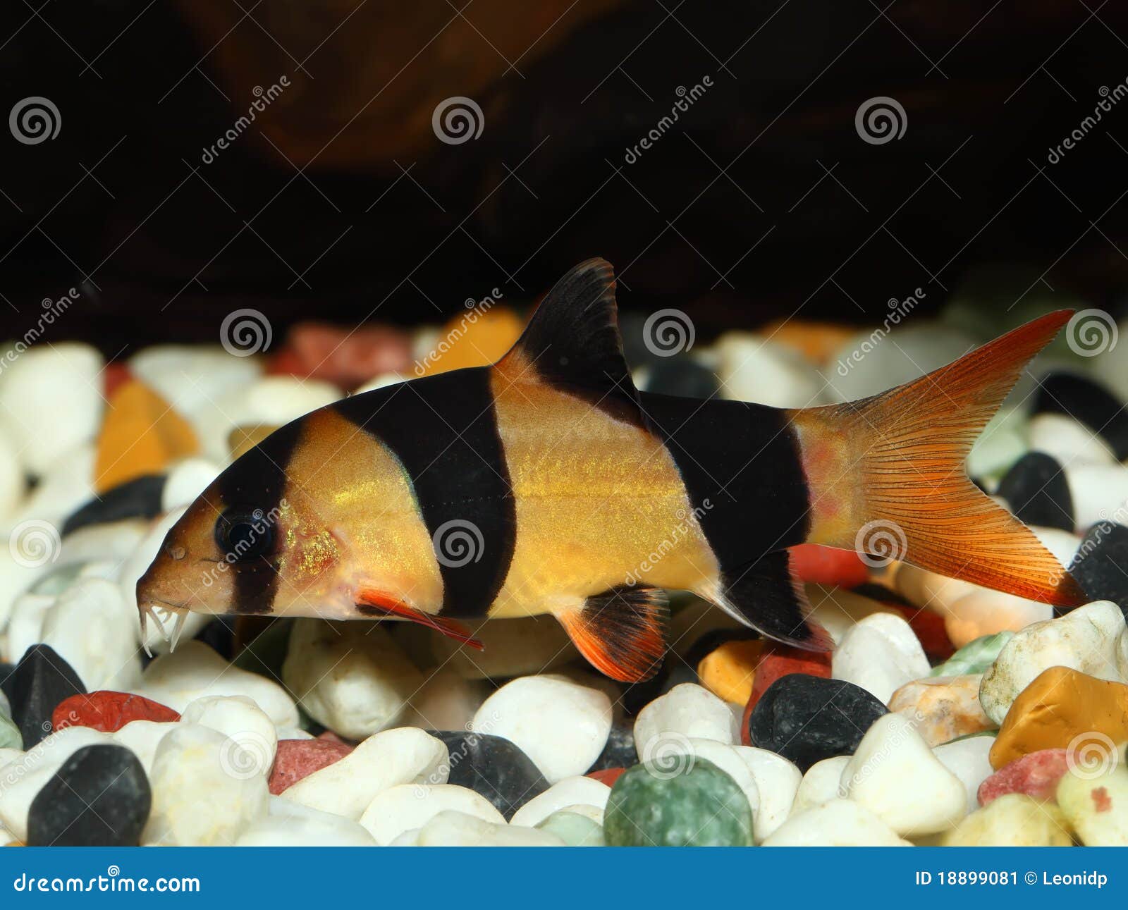 Botia With Green, Aquarium Background. Shallow Dof.The Clown Loach ...