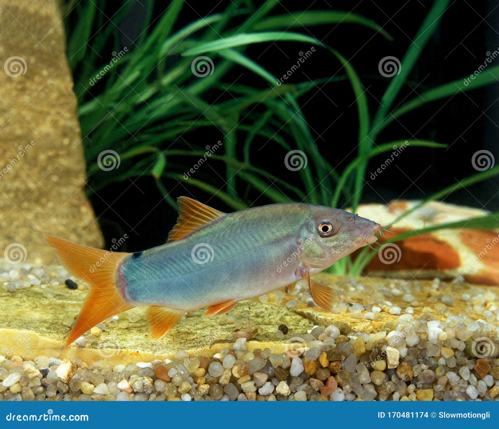 BOTIA MODESTE Botia Modesta Stock Photo - Image of length, freshwater ...