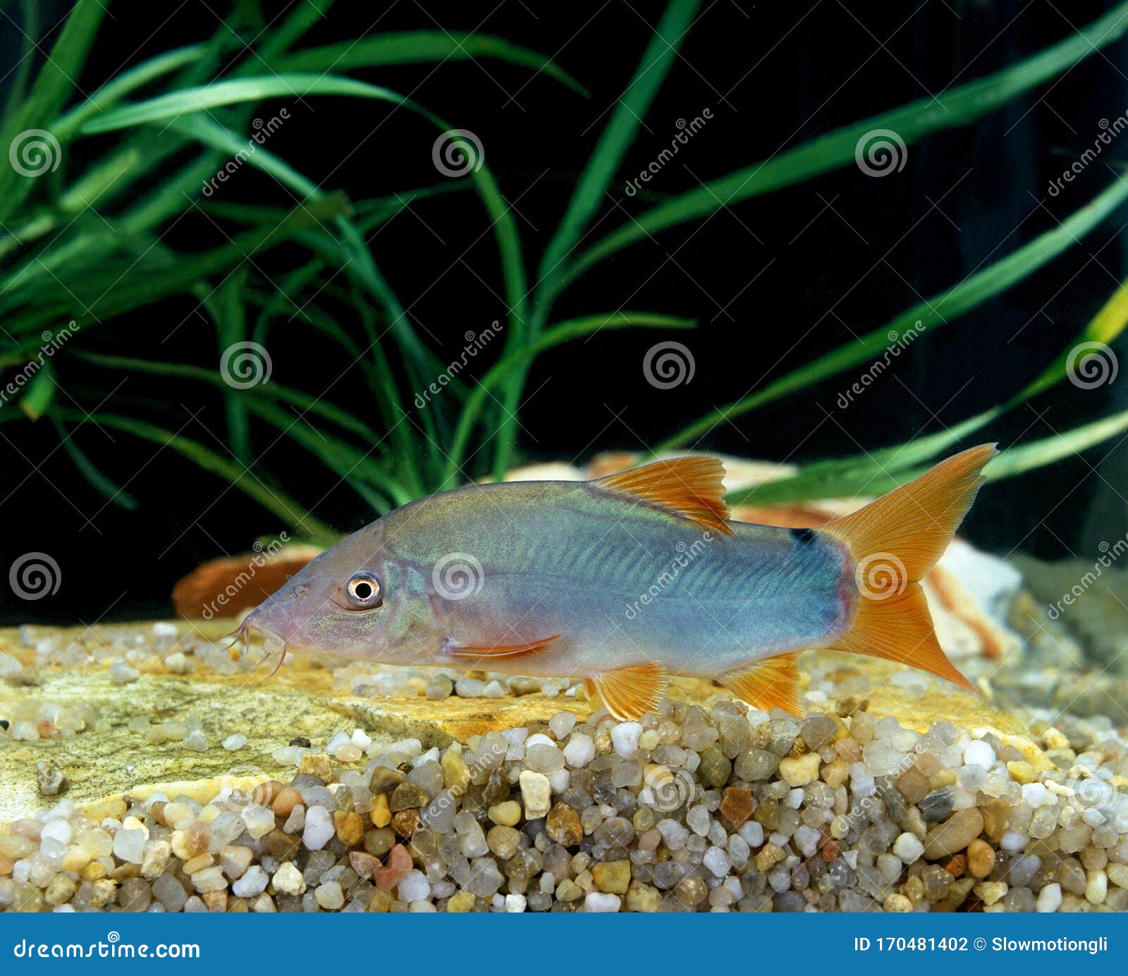 BOTIA MODESTE Botia Modesta Stock Photo - Image of freshwater, loach ...
