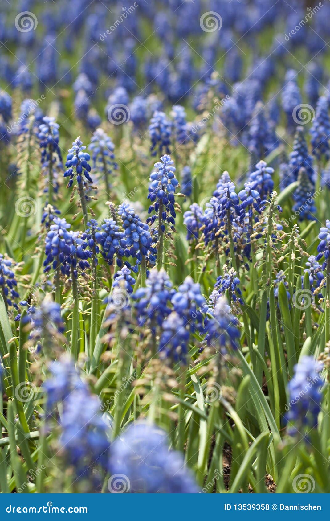 Botryoides del Muscari foto de archivo. Imagen de soplado - 13539358