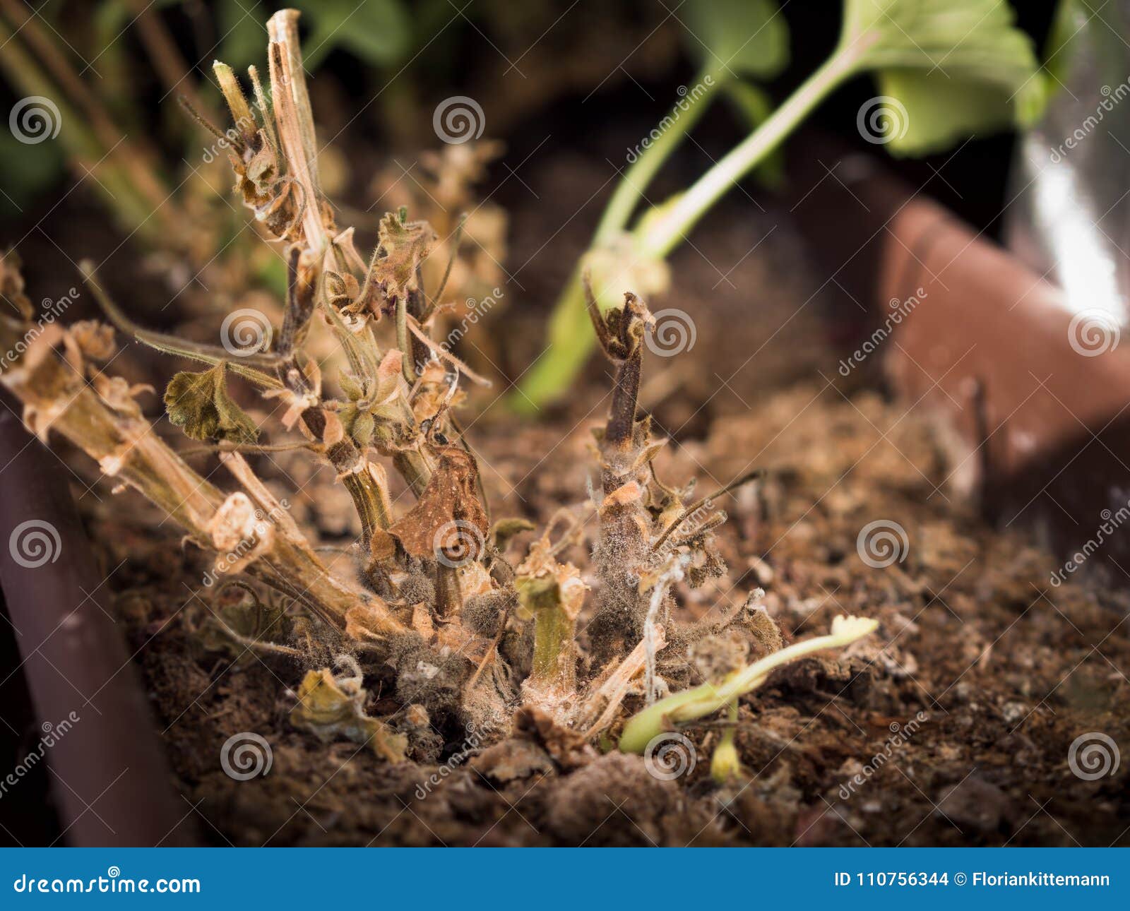 Botrytis Blight of Geranium in a Flower Box Stock Photo - Image of ...