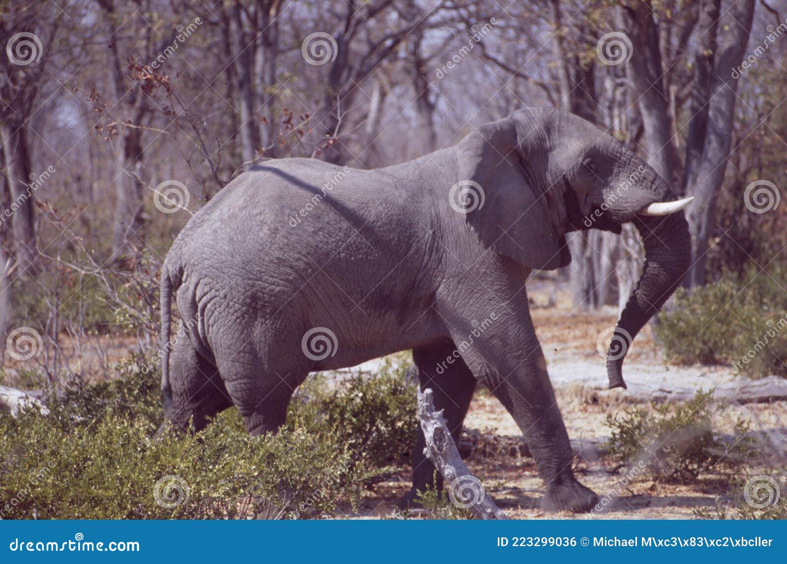 Botswana: a Elephant Male Crossing the Path in the Okavango Delta ...