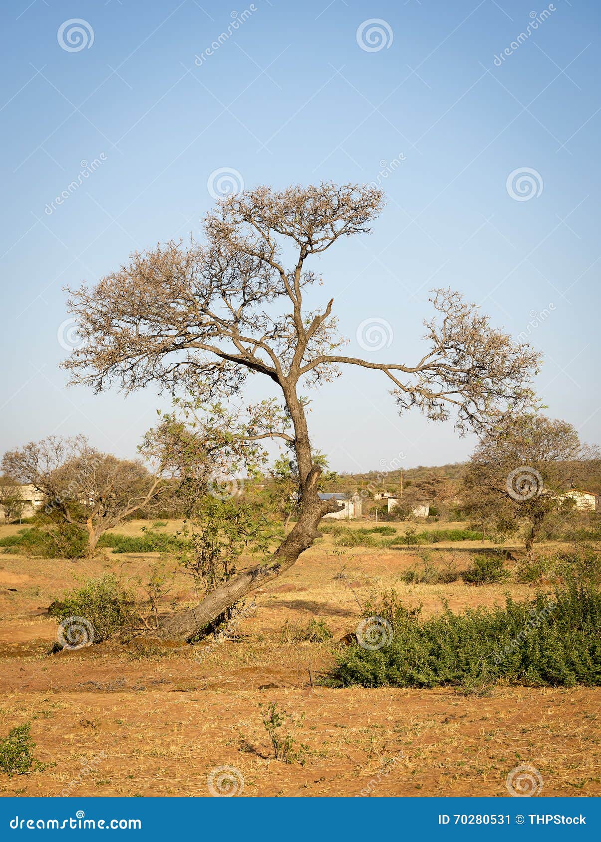 Botswana Tree stock image. Image of botswana, tree, flora - 70280531