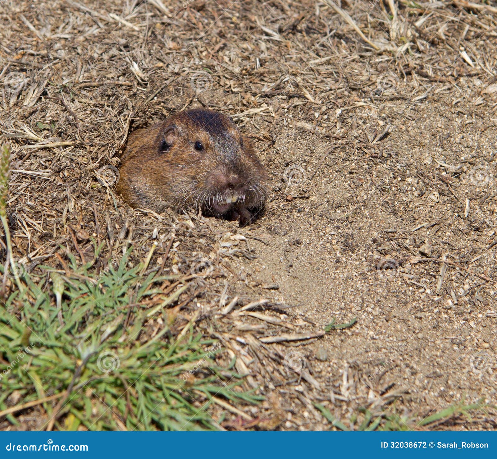 Botta S Pocket Gopher (Thomomys Bottae) Stock Photo - Image of hole ...