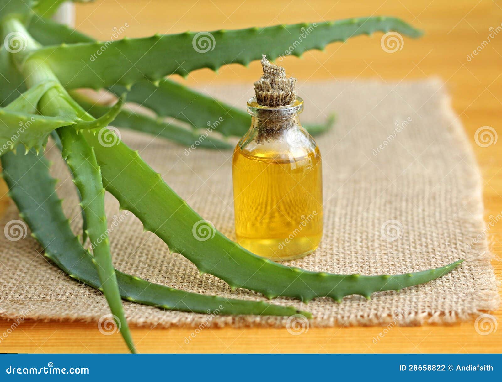 Bottle of aloe vera oil stock photo. Image of nature - 28658822