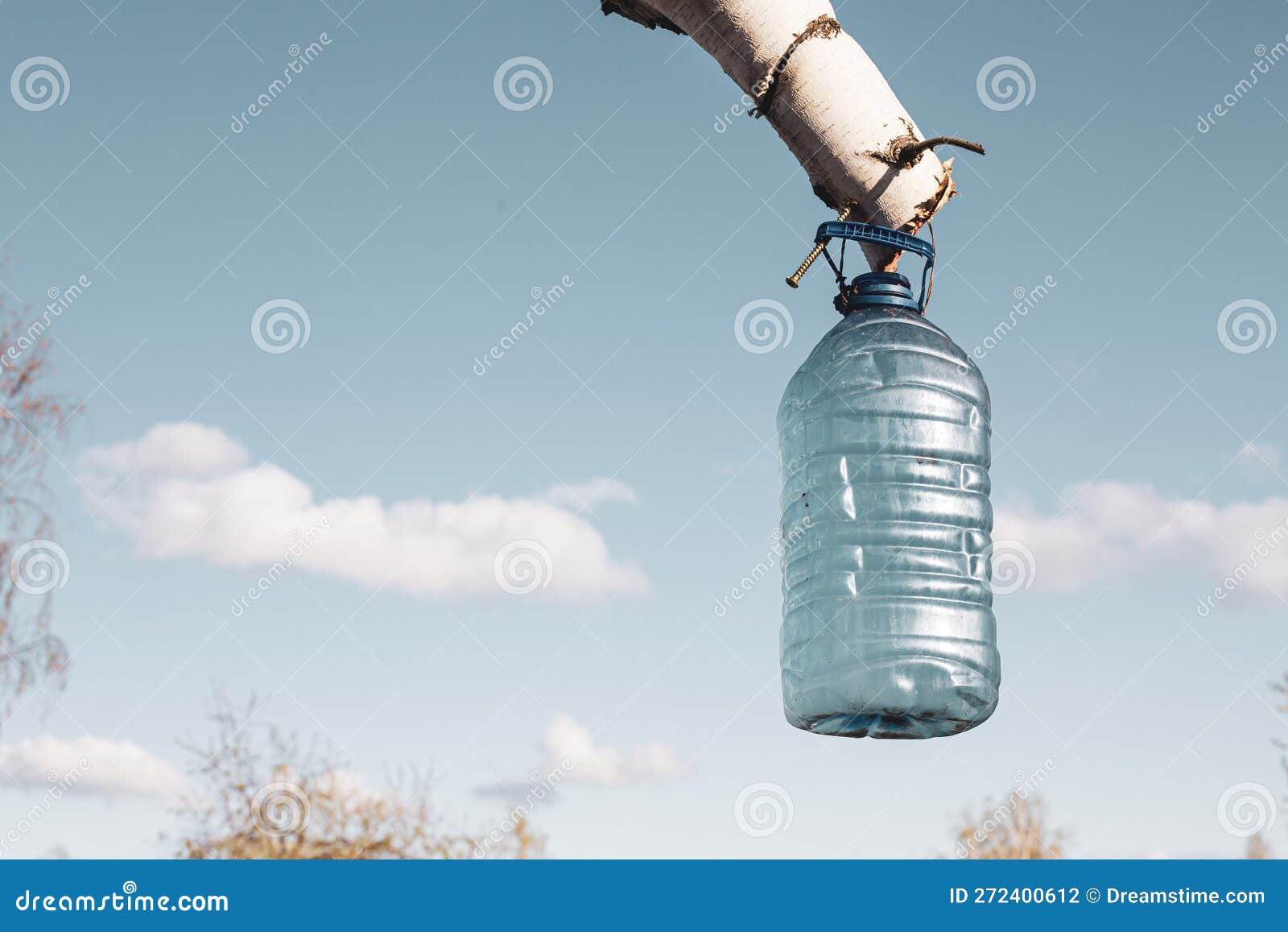 A Bottle of Birch Sap Hanging on a Tree in Early Spring while ...