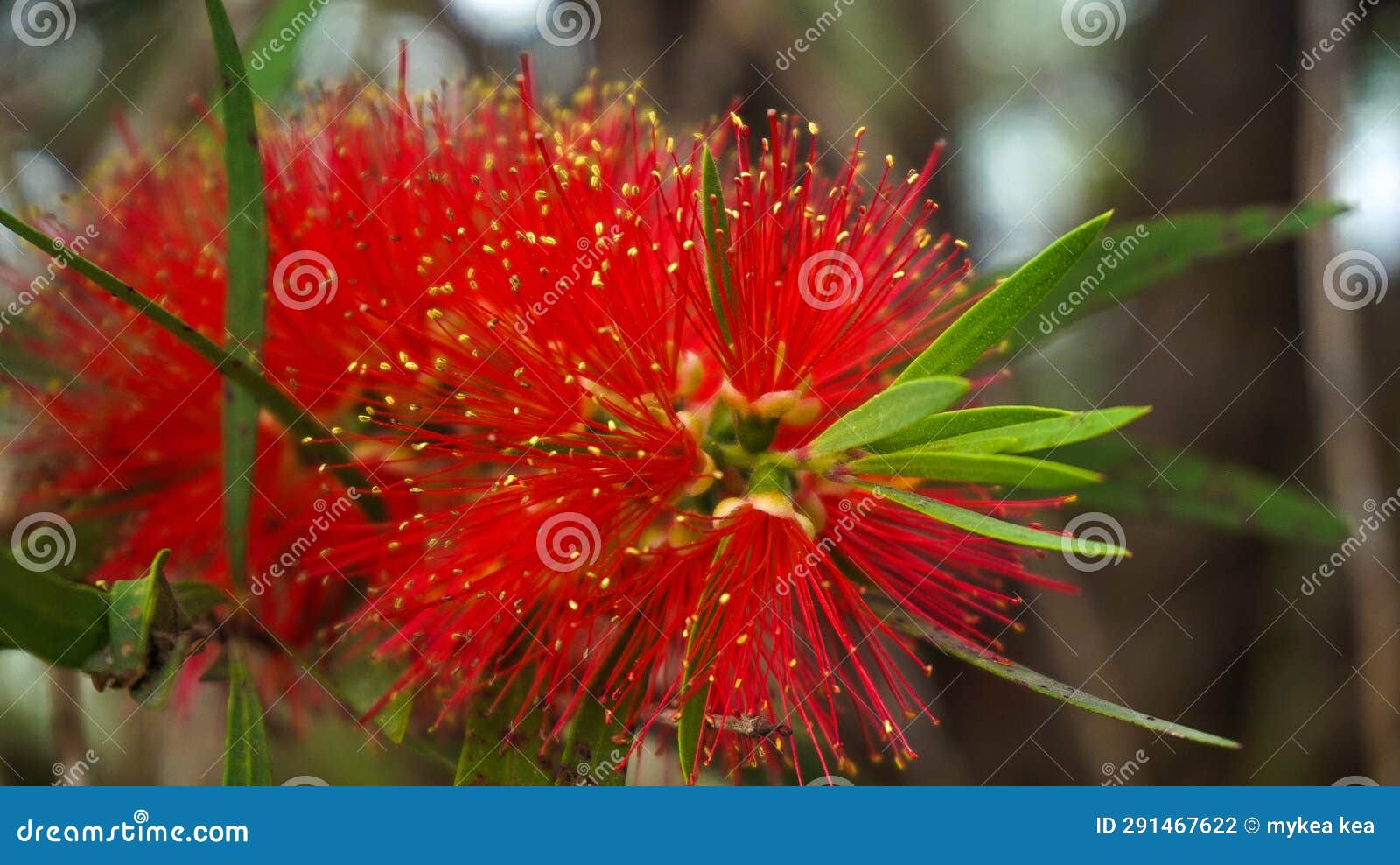 Bottle Brush Flower or Callistemon is a Red Flower that Has Sharp ...