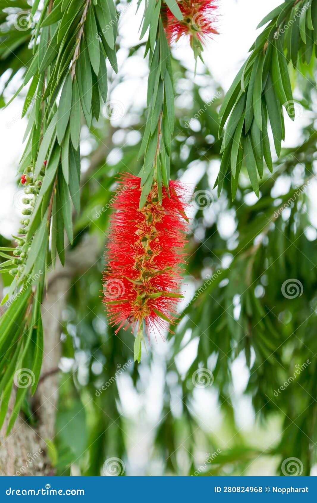Bottle Brush Flower with Leaf Stock Photo - Image of bottlebrush, bloom ...