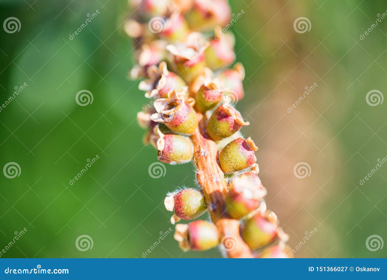 Exotic Seed Pods Opening Stock Photos - Free & Royalty-Free Stock ...