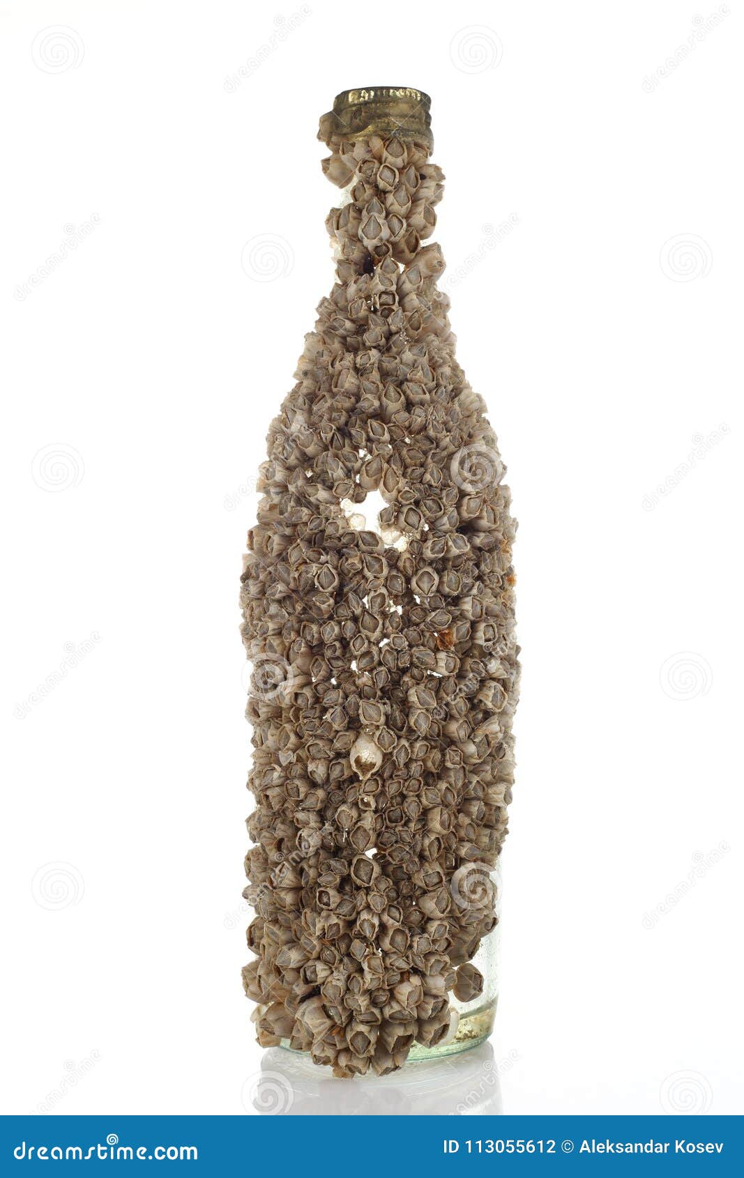 Bottle Covered with Sea Shells Stock Photo - Image of beached, covered ...