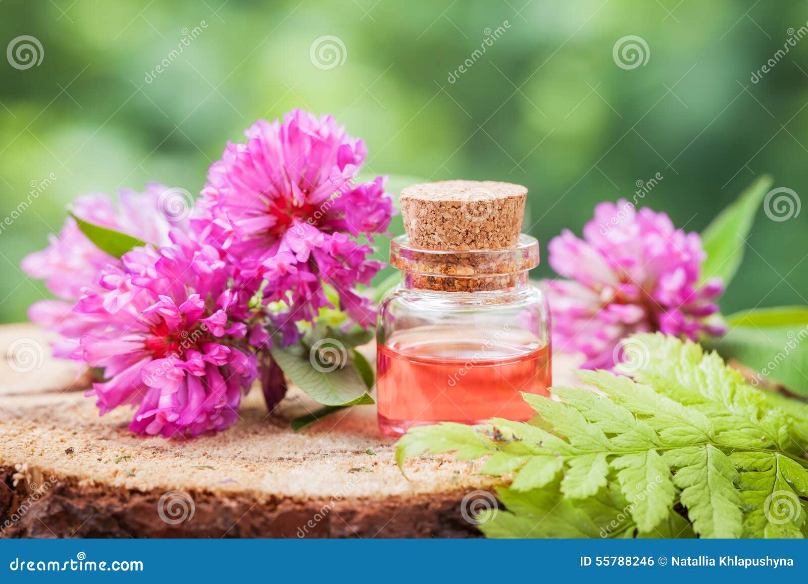 Bottle of Elixir or Essential Oil and Bunch of Clover Stock Photo ...