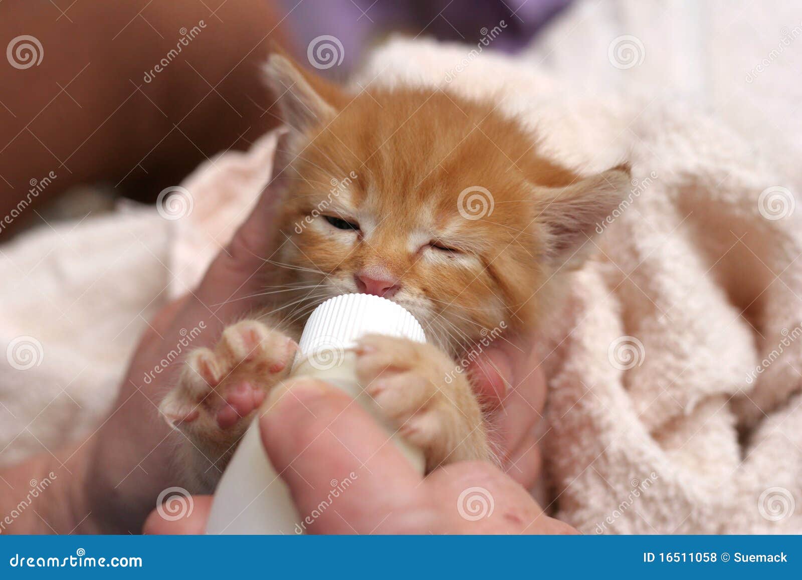 Bottle feeding kitten stock photo. Image of ginger, vulnerable - 16511058