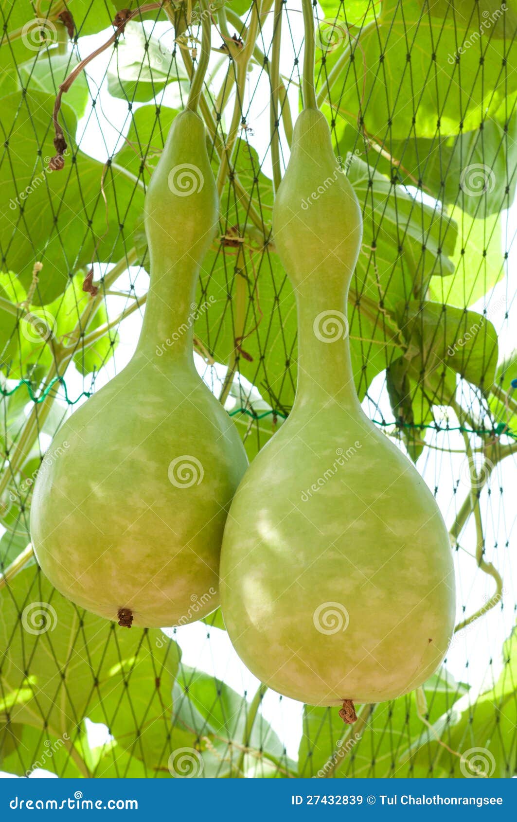 Bottle gourd stock image. Image of agriculture, healthy - 27432839