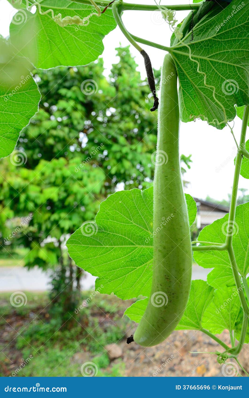 Bottle gourd stock photo. Image of closeup, eatable, fresh - 37665696