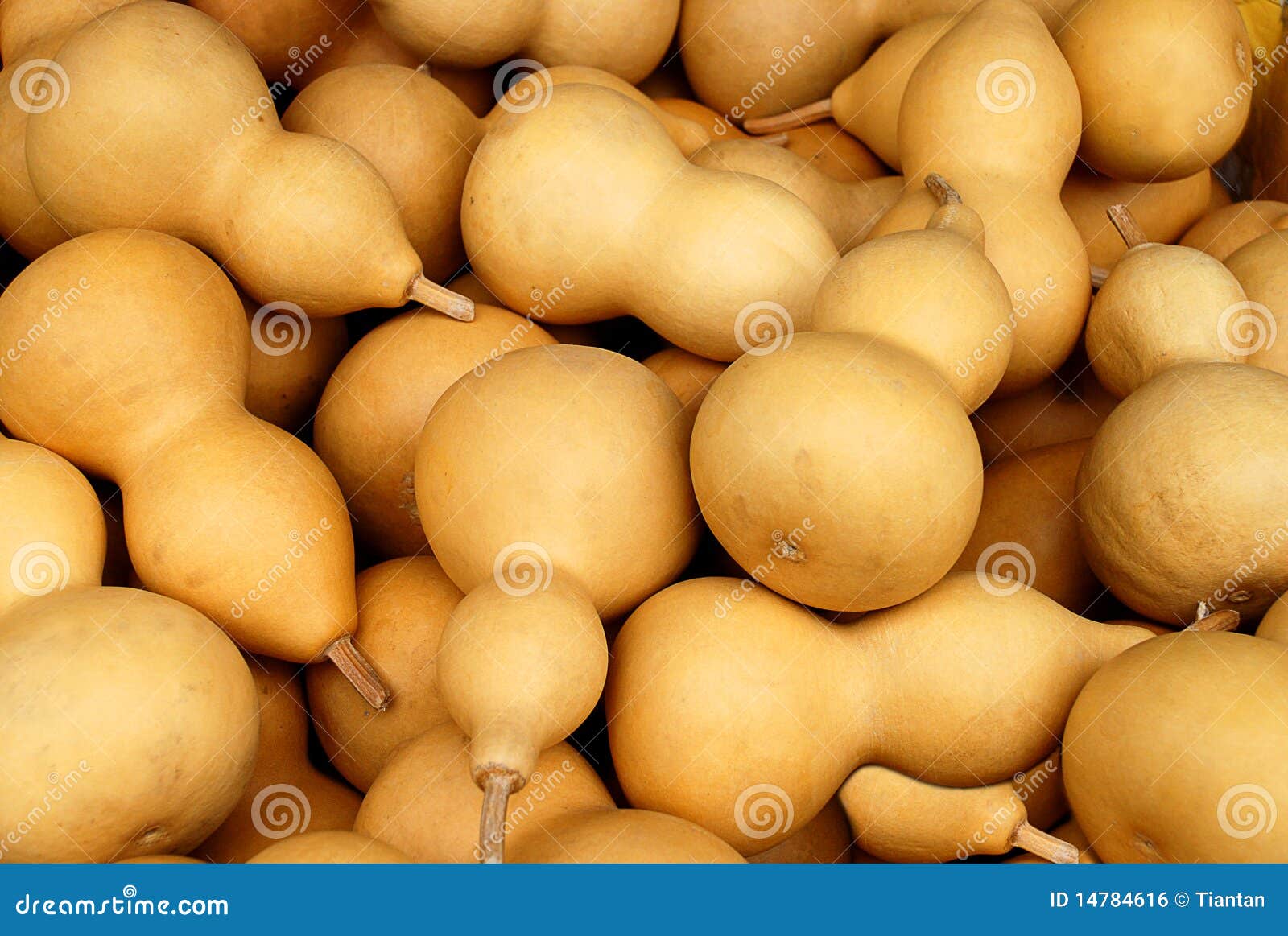 Bottle gourd calabash stock photo. Image of season, texture - 14784616