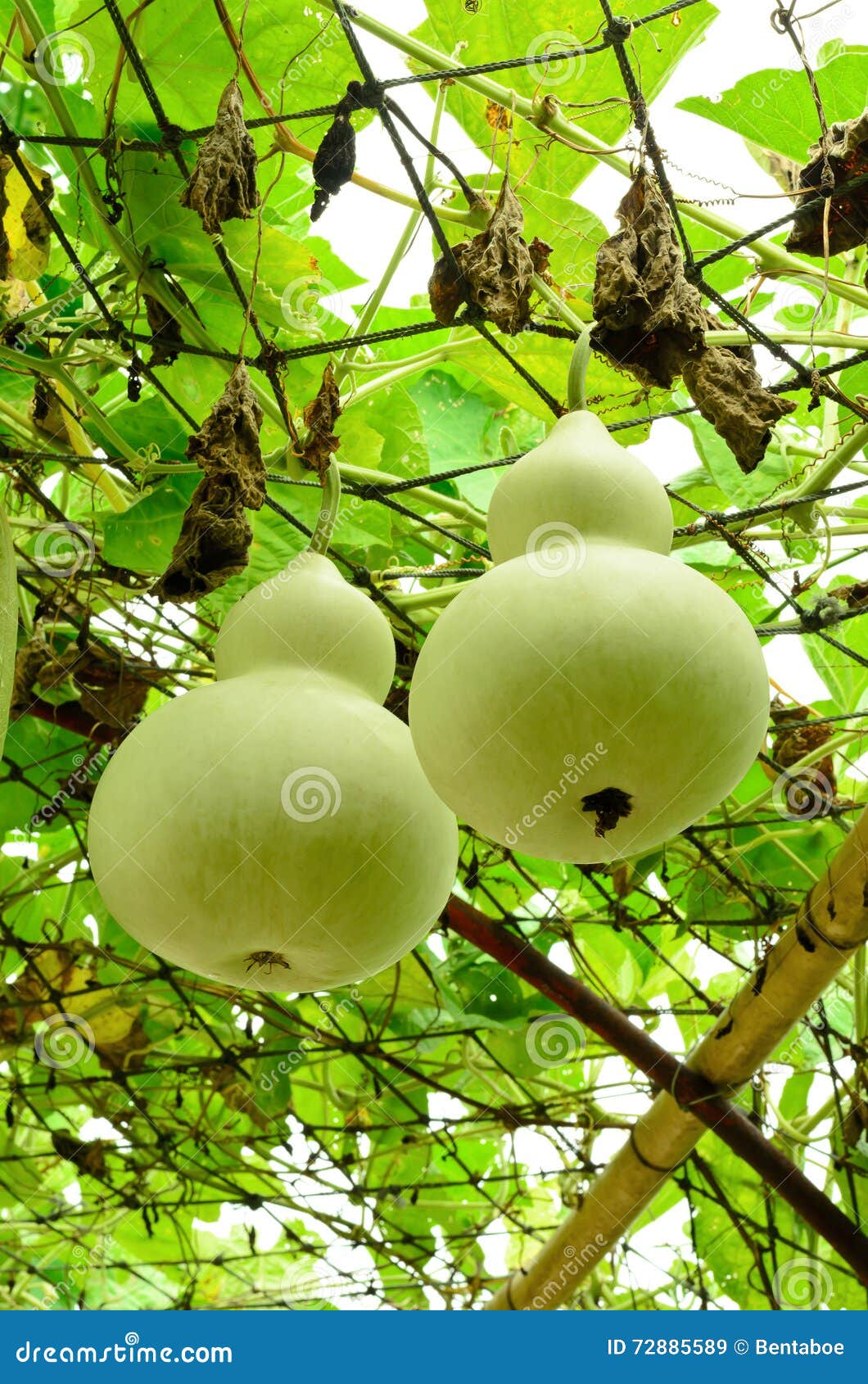Bottle Gourd or Calabash Gourd Stock Image - Image of herbal, leaf ...