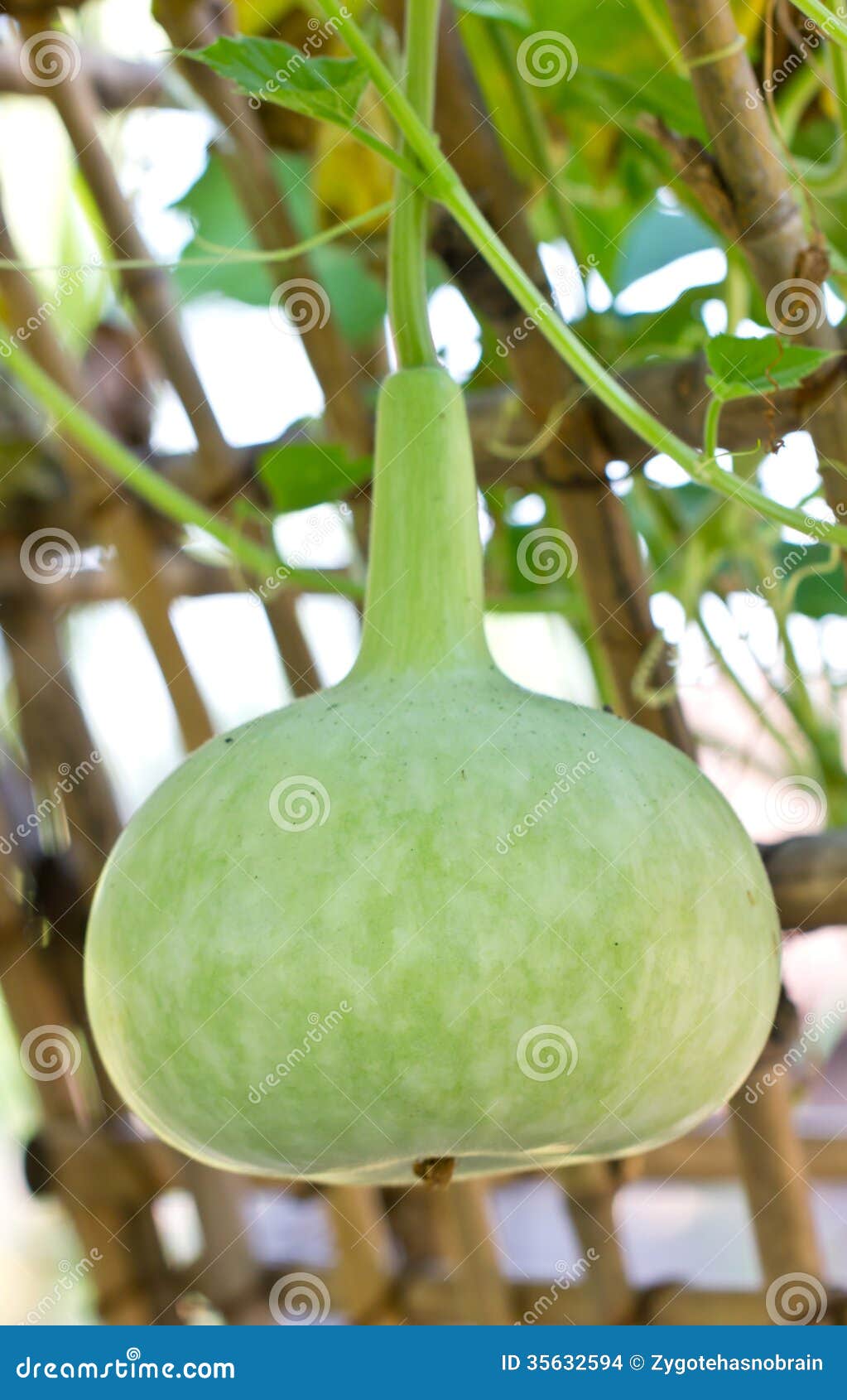 Bottle Gourd. stock photo. Image of foodstuff, green - 35632594