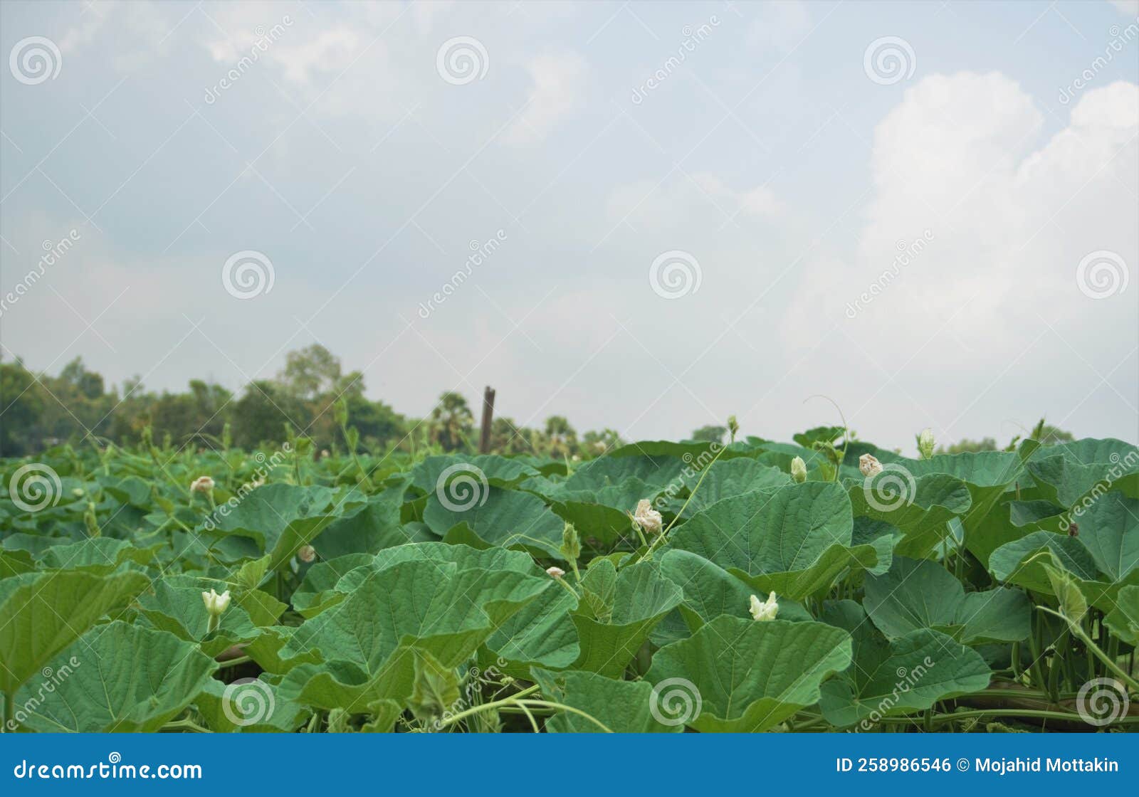 Bottle Gourd Leaf Grow in Farm Stock Photo - Image of plant, produce ...