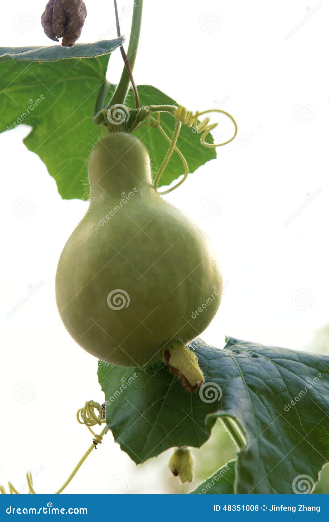 Bottle gourd stock photo. Image of fructification, fruit - 48351008