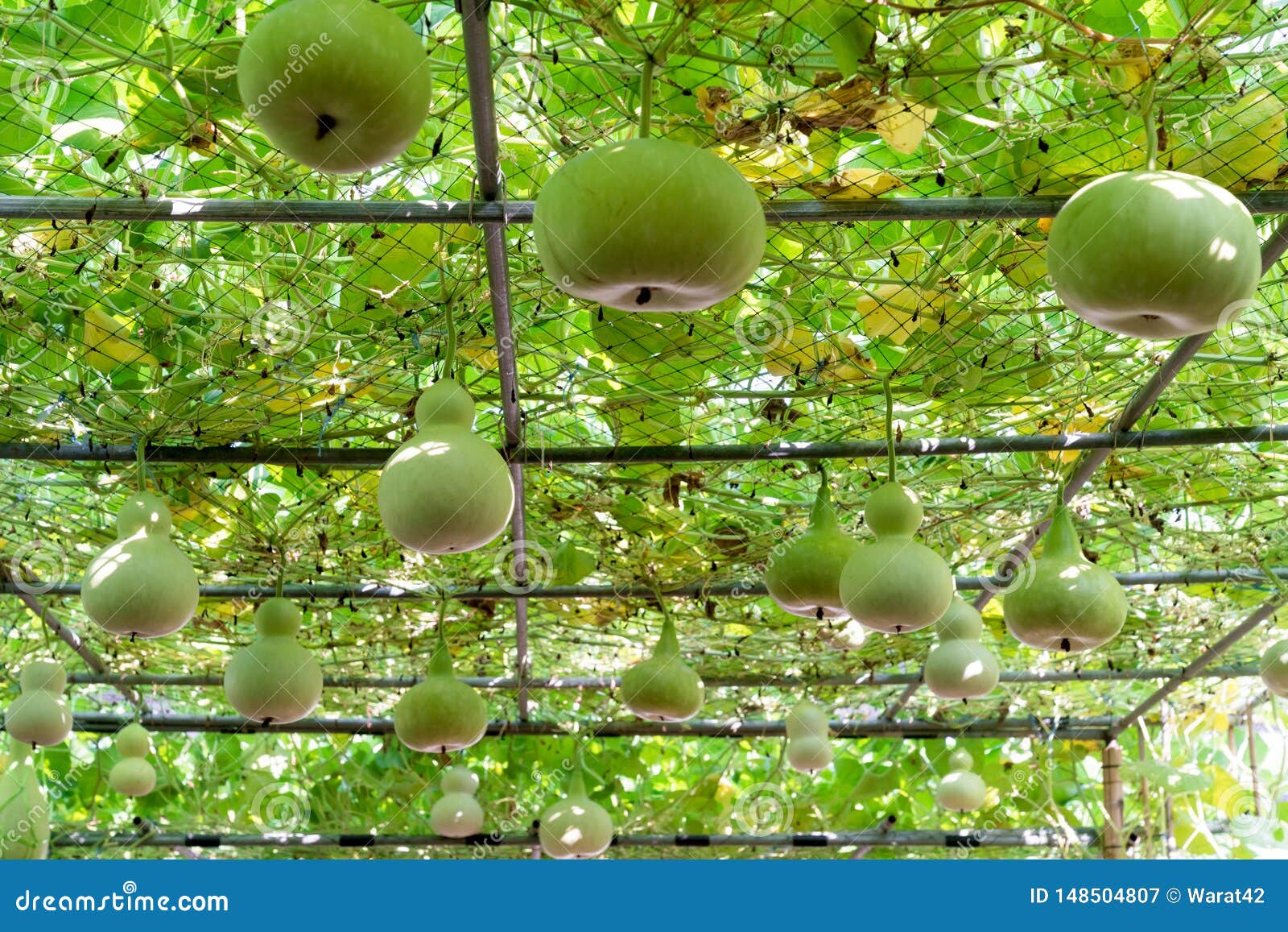 Ivy Gourd Tree Royalty-Free Stock Photography | CartoonDealer.com #53487011