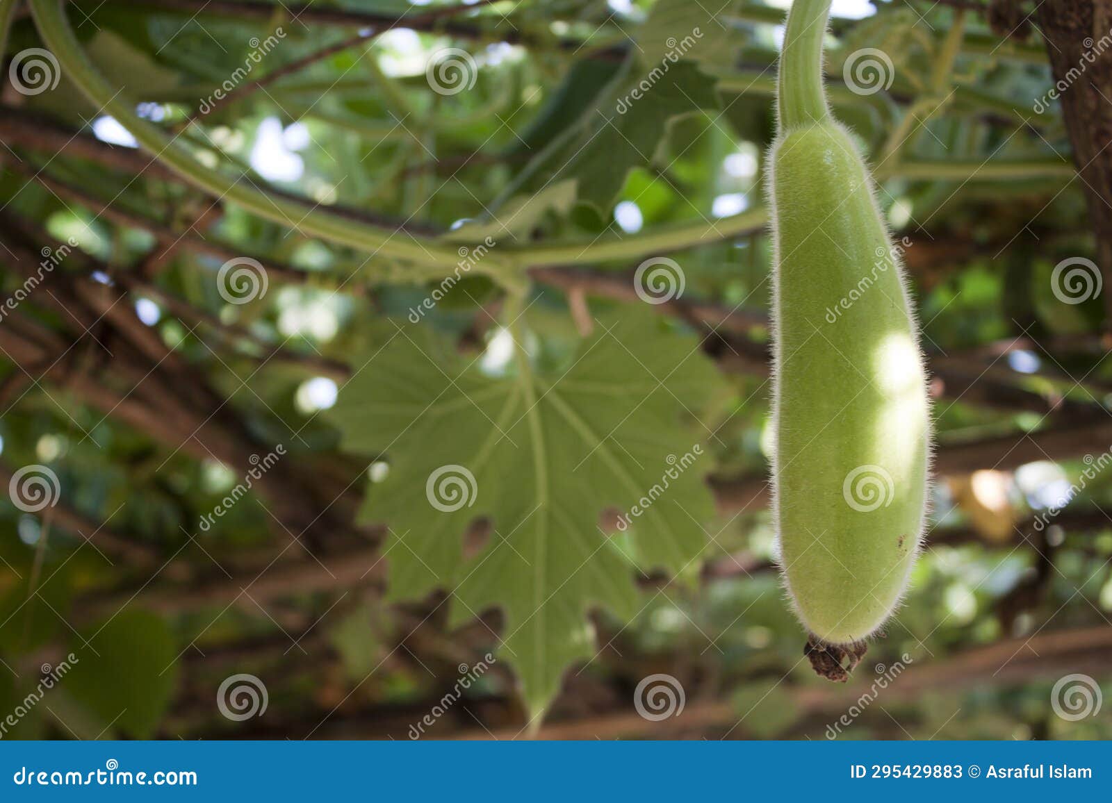 Bottle Gourd Tree in Village Stock Image - Image of evergreen, food ...