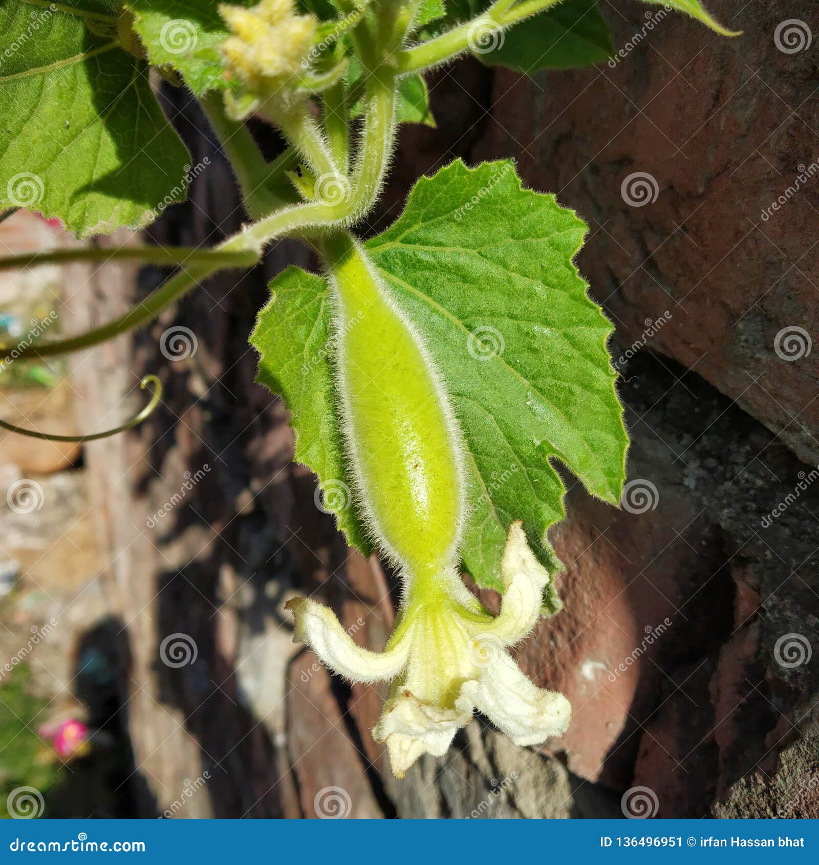 Bottle Gourd Tree stock image. Image of bgfgnihg, vegetables - 136496951