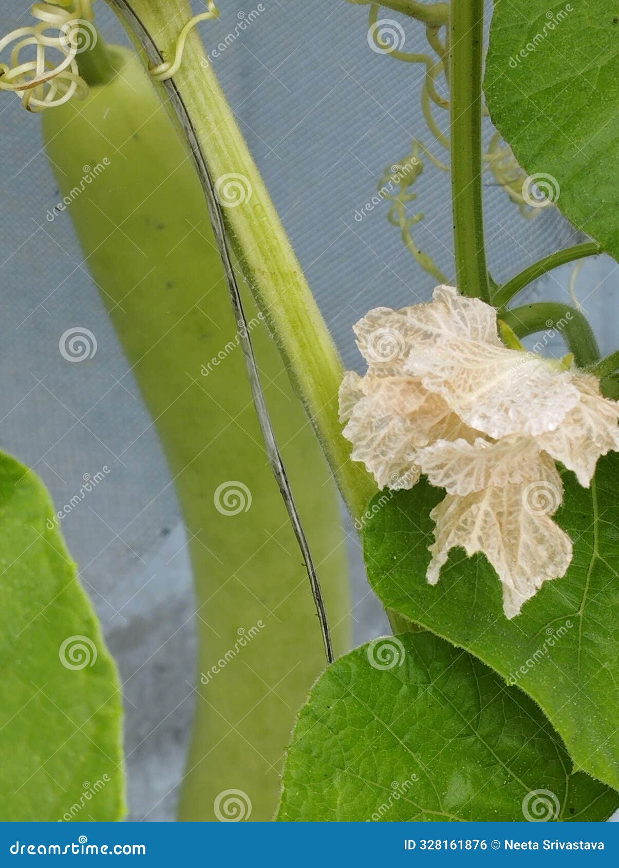Bottle Gourd Vegetables Green Long Stock Photo - Image of gourd, bottle ...