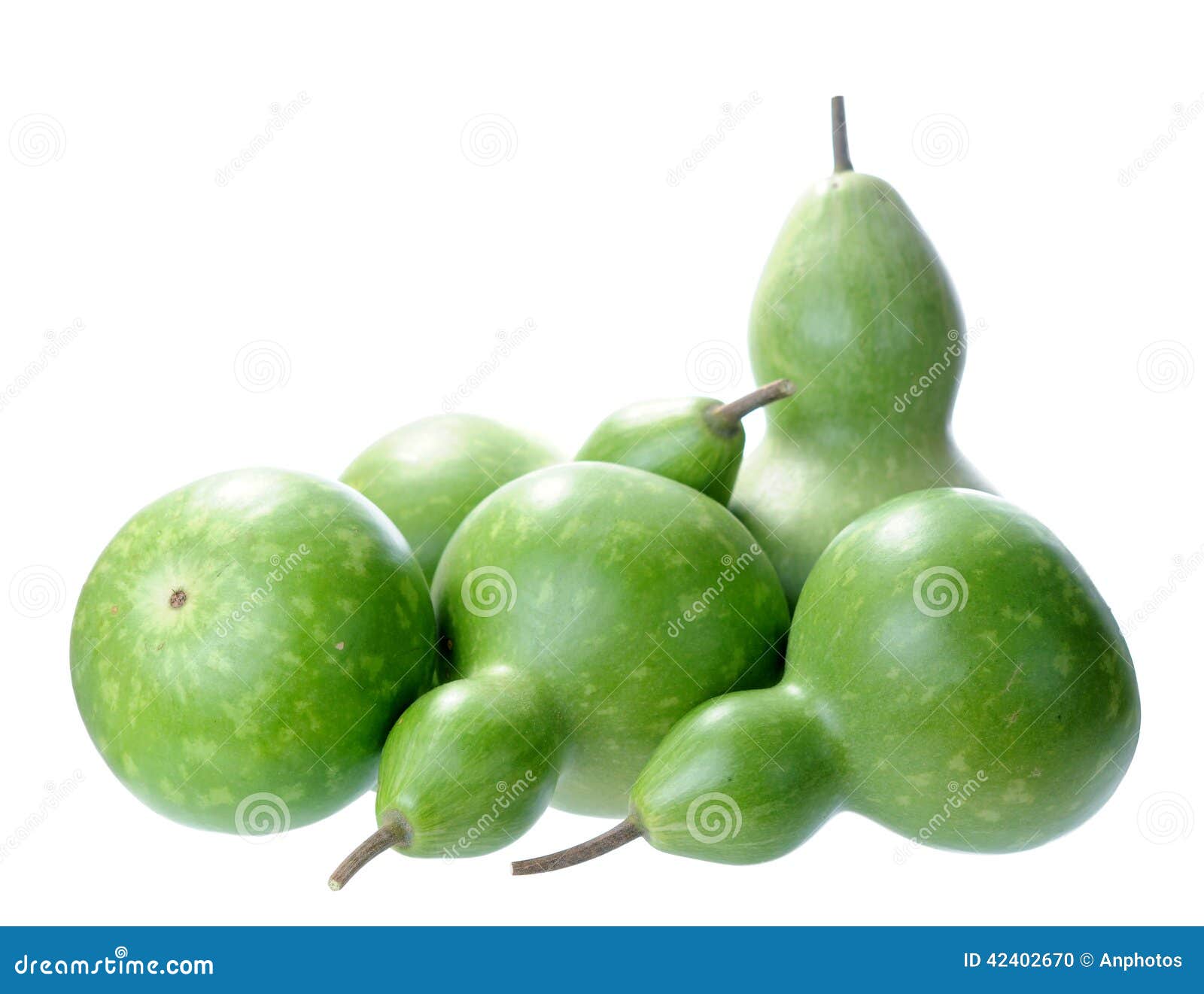Bottle gourds stock photo. Image of cultivation, vegetable - 42402670