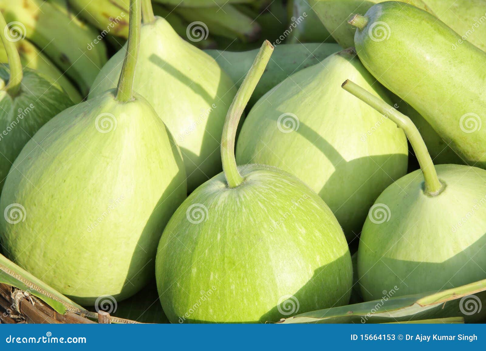Bottle green gourds stock image. Image of eatable, crop - 15664153