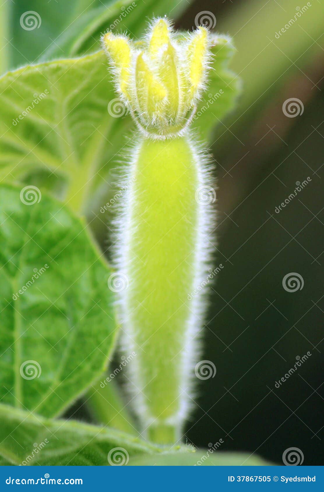 Bottle gourd stock image. Image of green, cucurbita, eating - 37867505