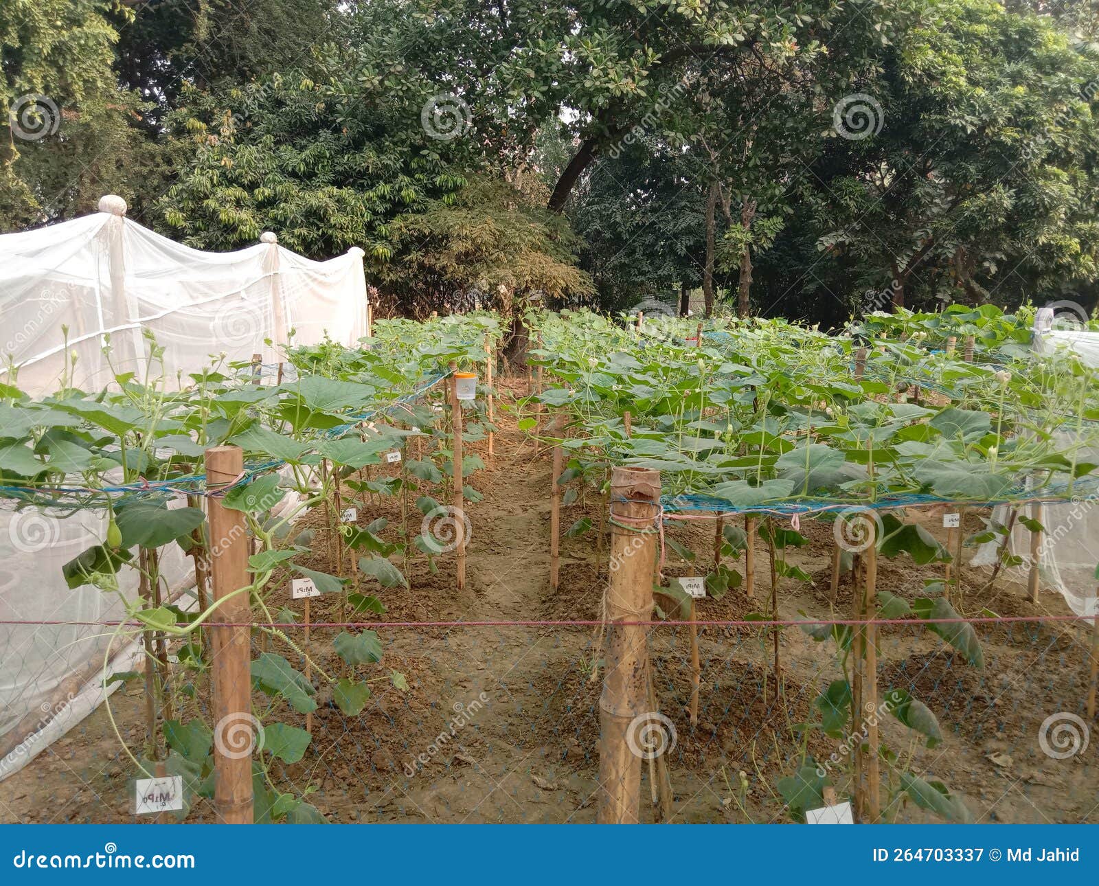 Bottle Guard Leaf Closeup on Farm Stock Image - Image of farming ...