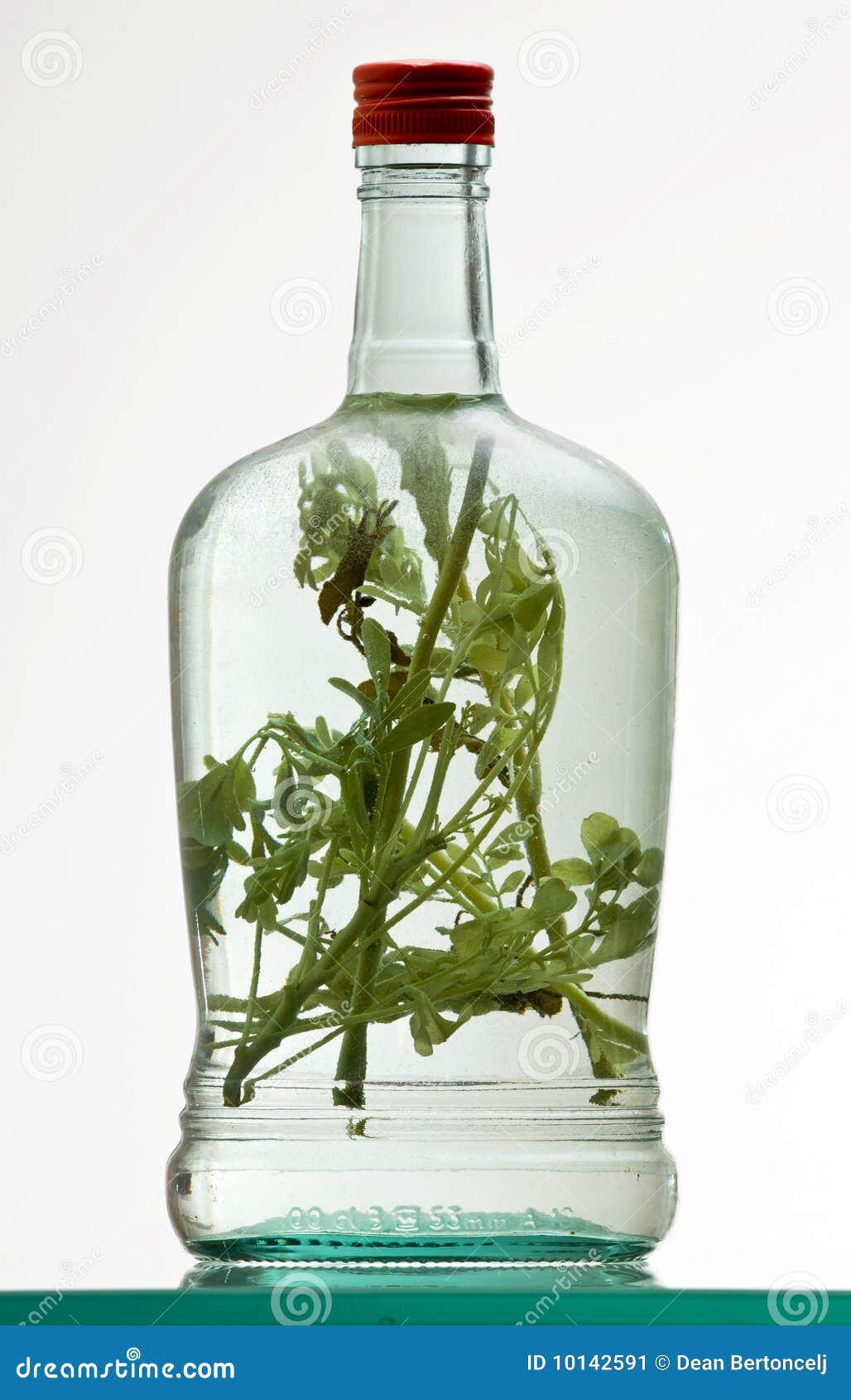 Bottle of herb rakia stock image. Image of homemade, fermentation ...
