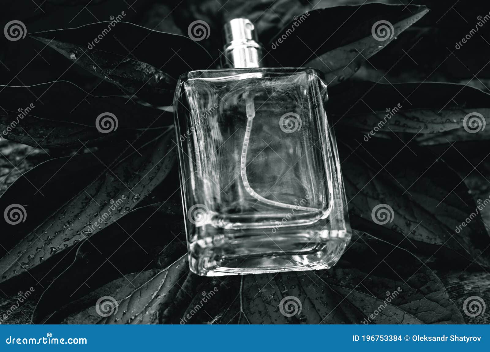 Bottle of Men`s Perfume with Water Drops on a Background of Wet Leaves ...