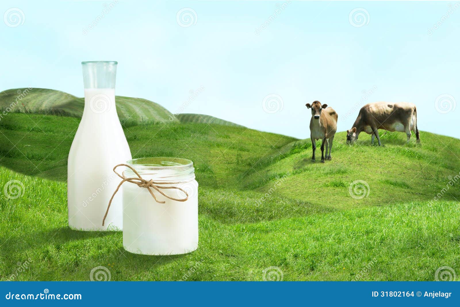 Bottle of Milk and Cows on Green Field. Stock Photo - Image of cattle ...