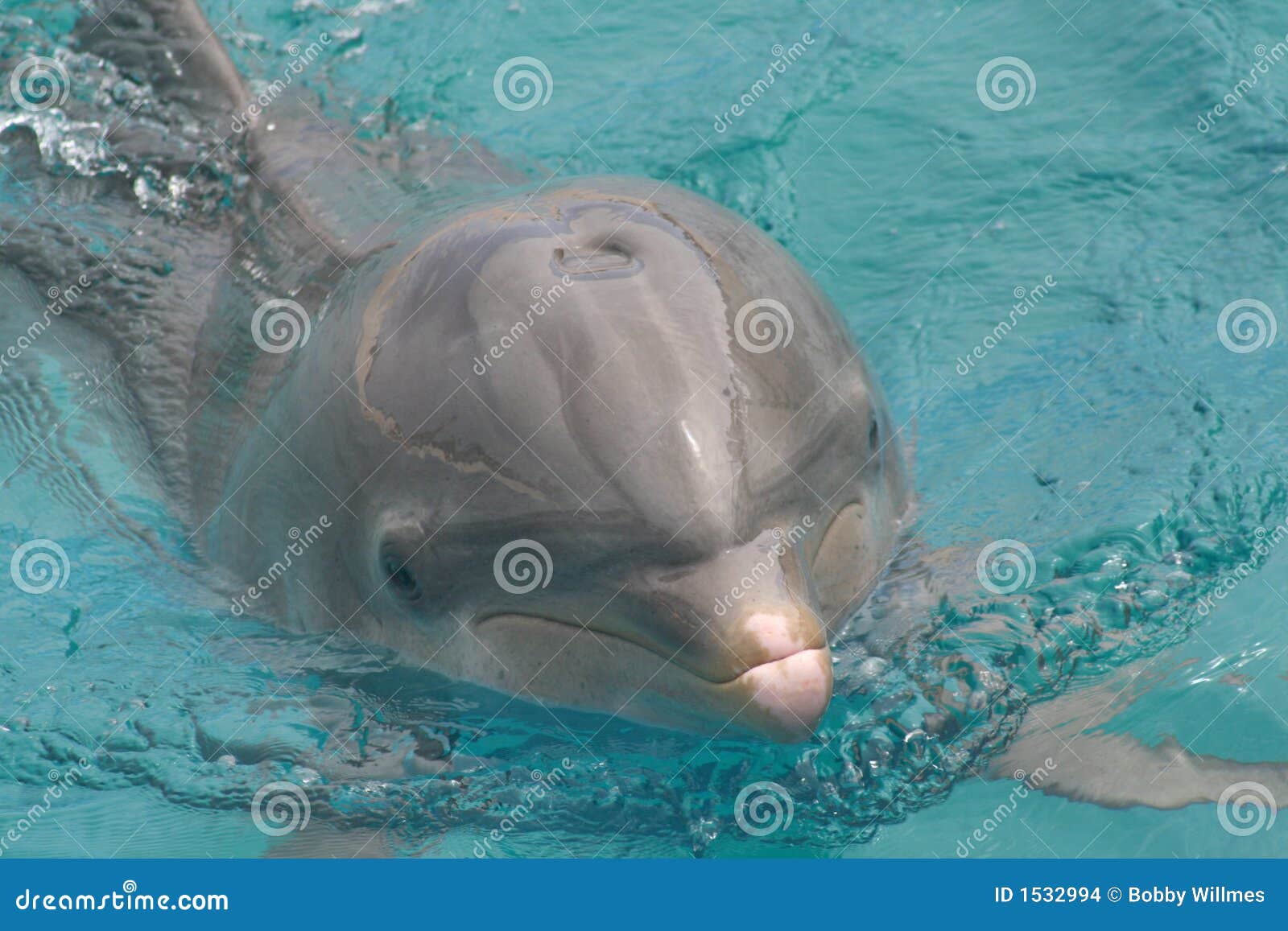 Bottle nose dolphin stock photo. Image of animal, animals - 1532994