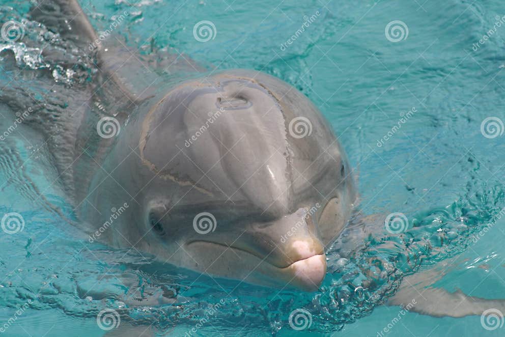 Bottle nose dolphin stock photo. Image of animal, animals - 1532994