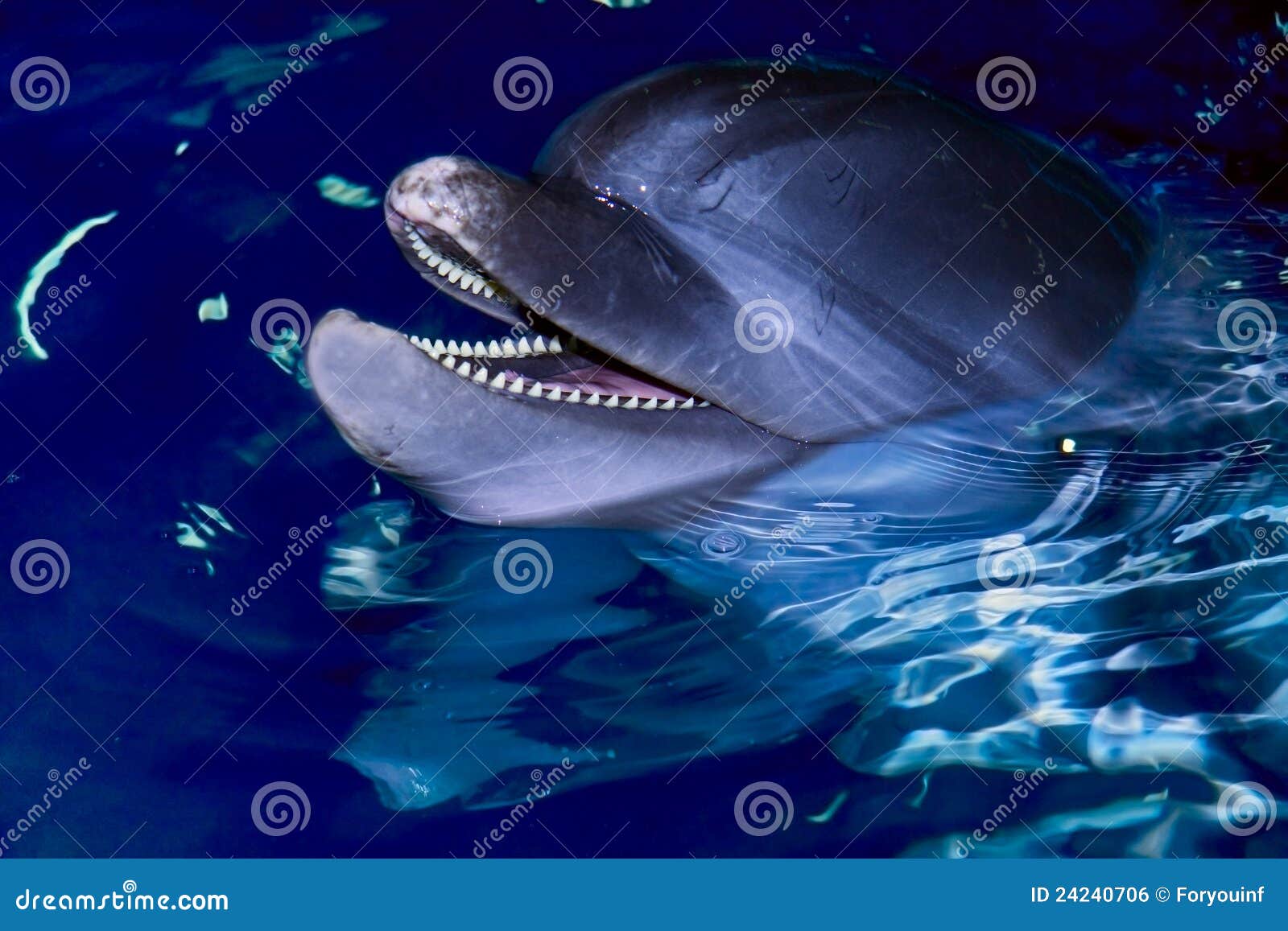 Bottle-nose dolphin stock photo. Image of aquarium, animal - 24240706