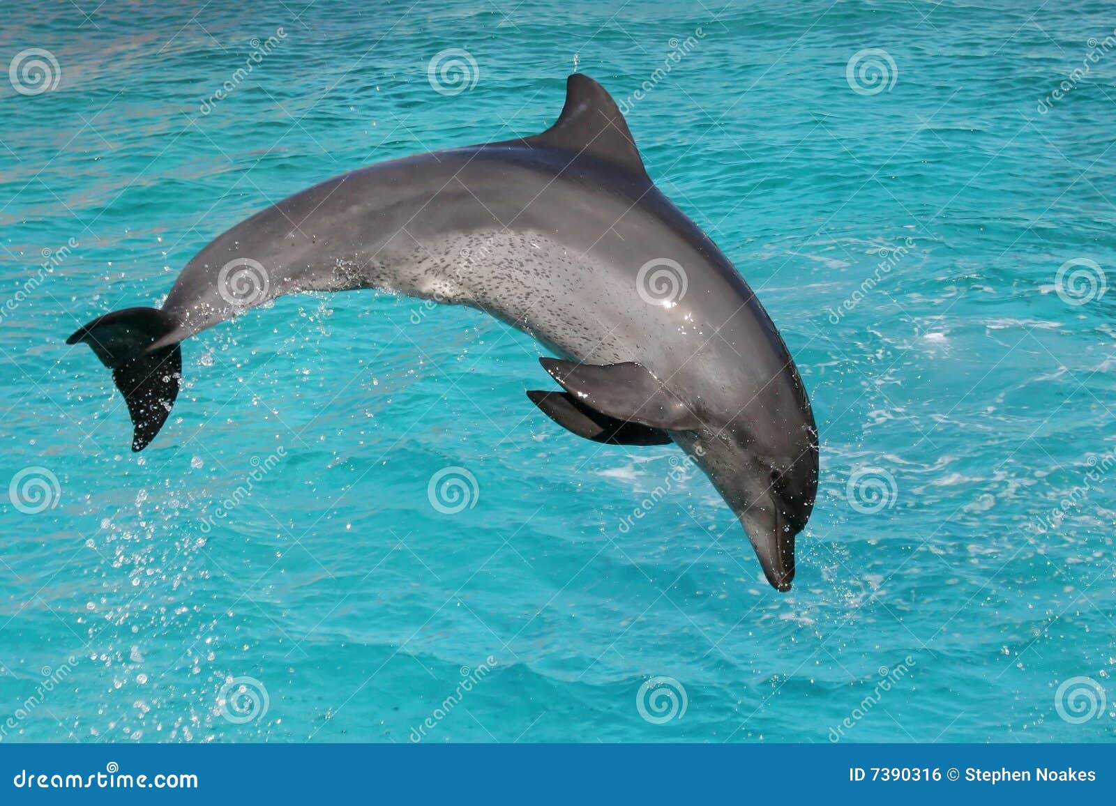 Bottle nose dolphin stock photo. Image of leap, splash - 7390316