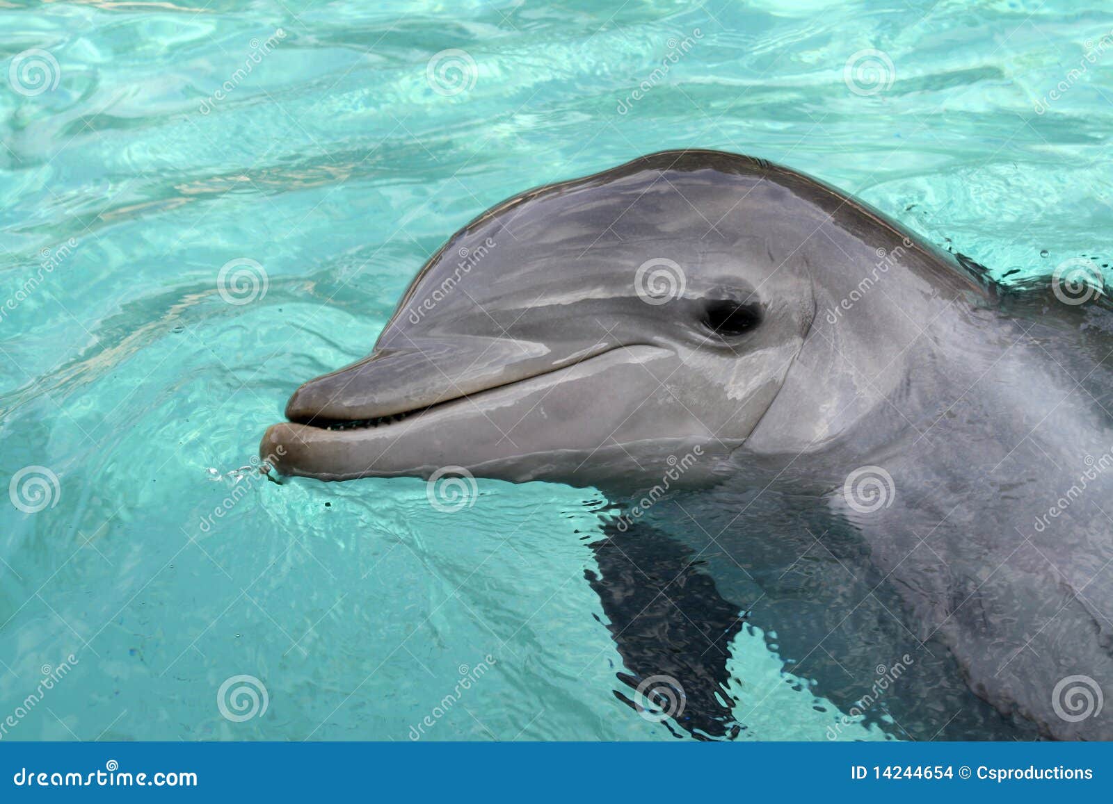 Bottle-nose Dolphin, Close-up Stock Images - Image: 14244654