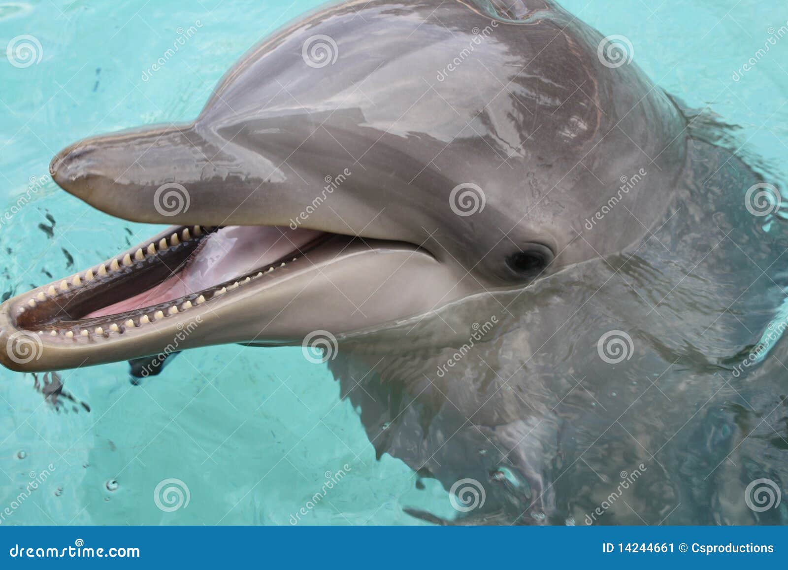 Bottle-nose Dolphin, Close-up Stock Image - Image of wholphin, water ...