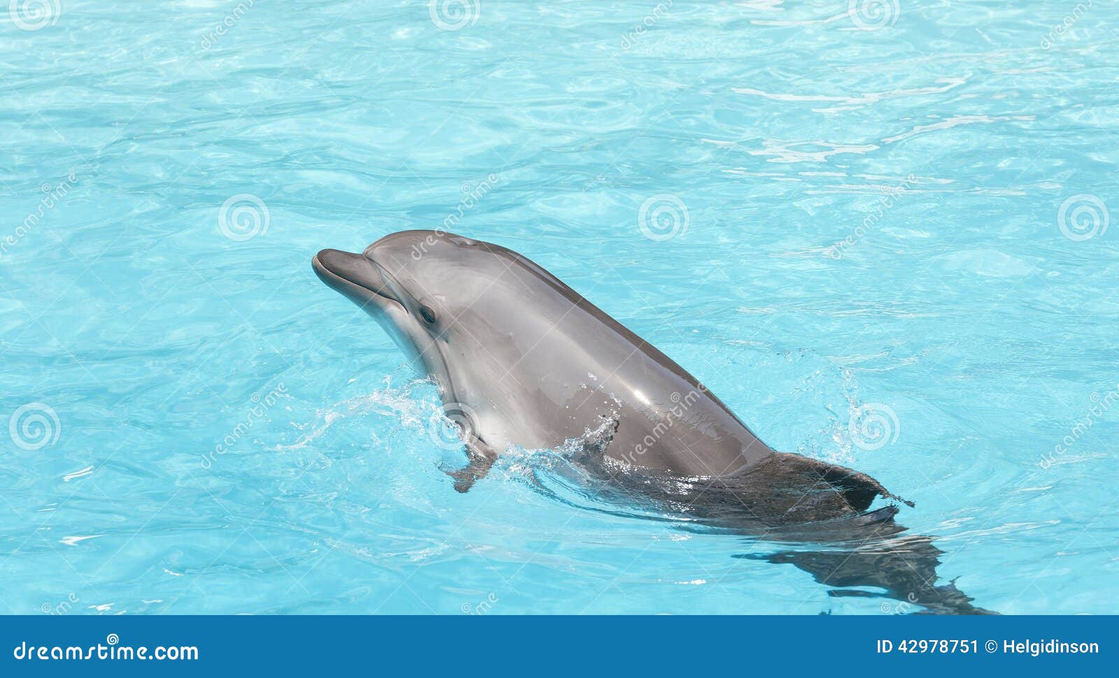 Bottle nose dolphin stock image. Image of fish, helgidinson - 42978751