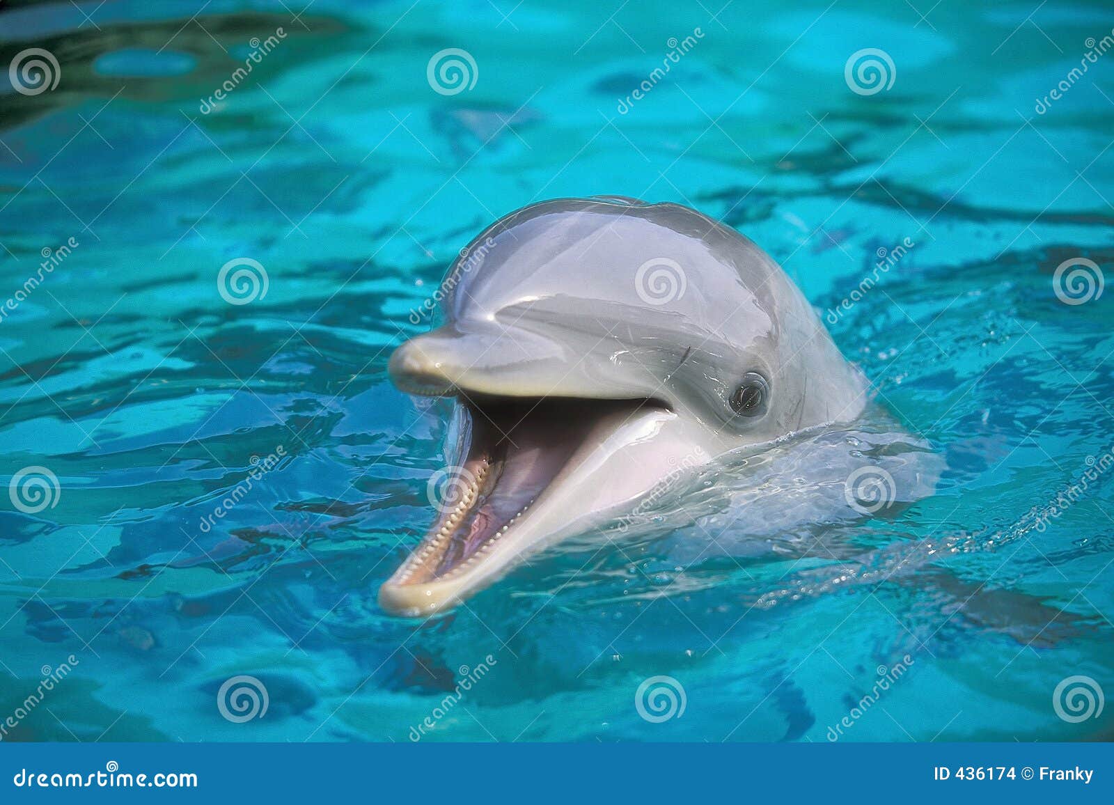 Bottle-nose Dolphin (Tursiops Truncatus) Stock Photo - Image of ...